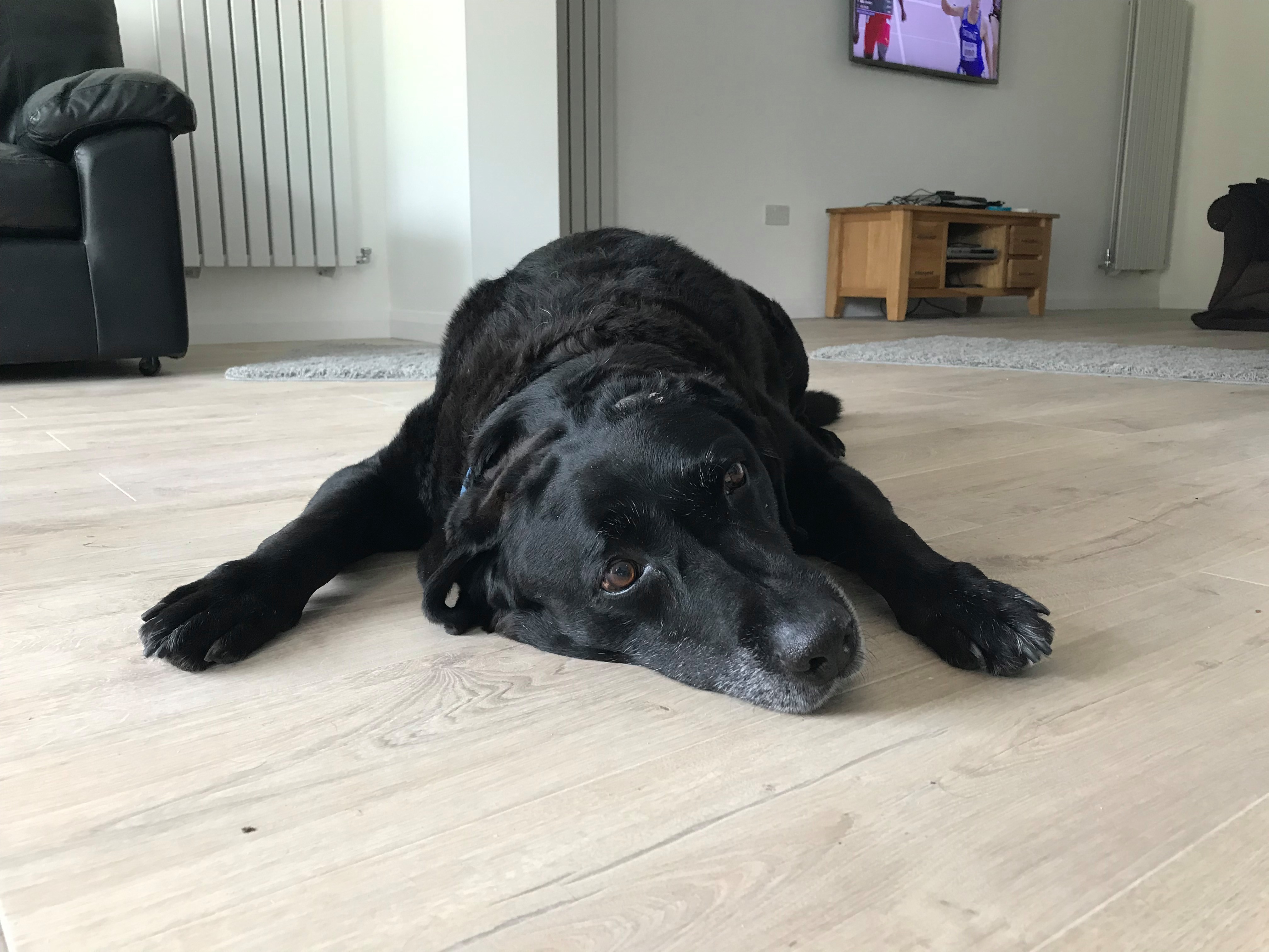 Front view sploot from the old boy | Scrolller