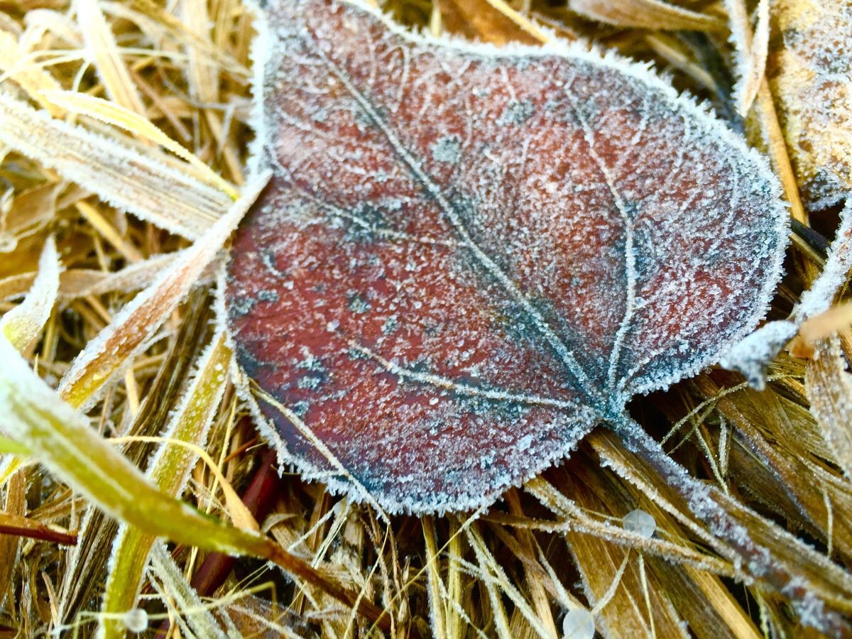 Frosty leaf. | Scrolller
