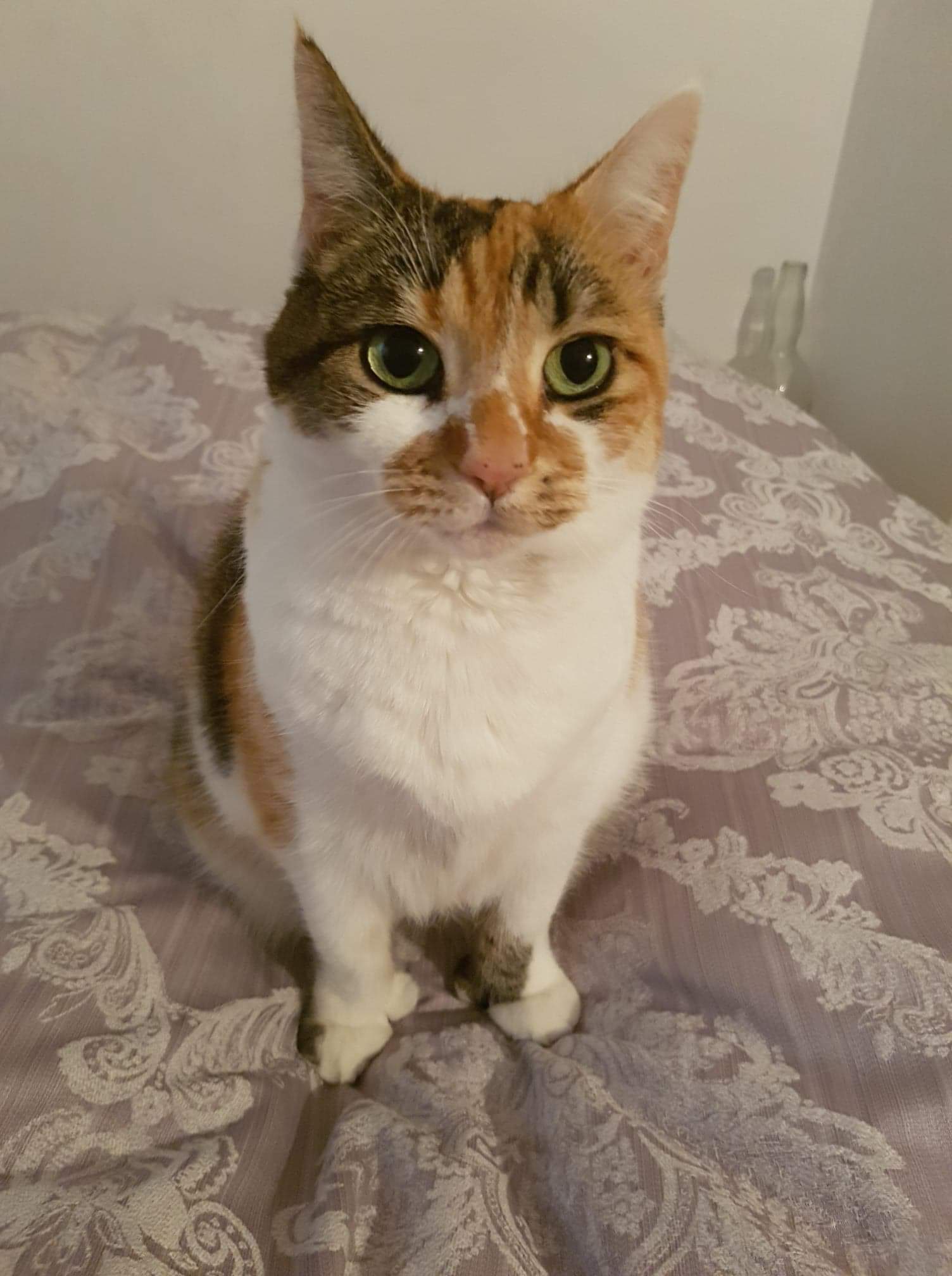 Fudge posing for the camera | Scrolller