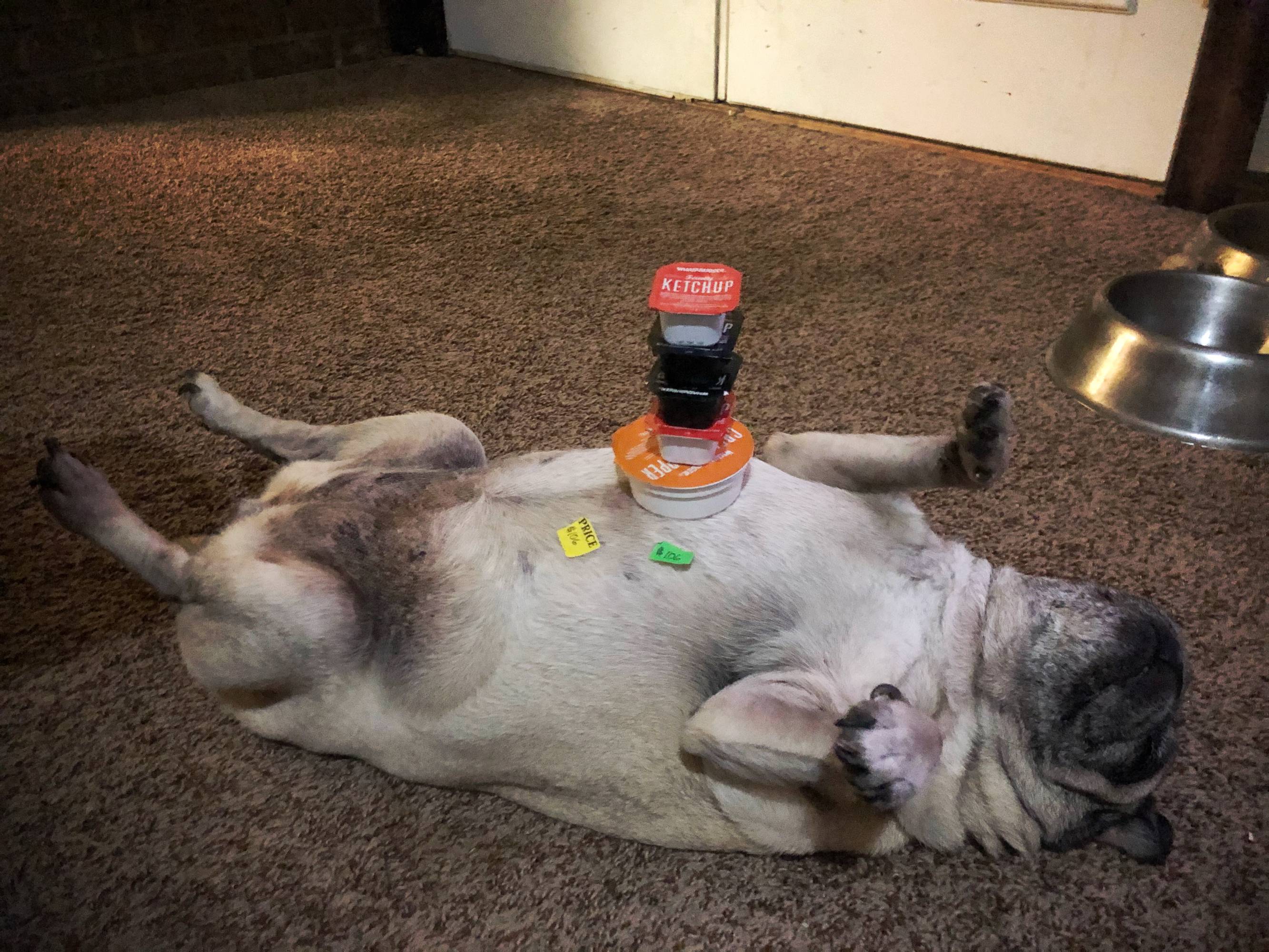 Full belly passed out | Scrolller