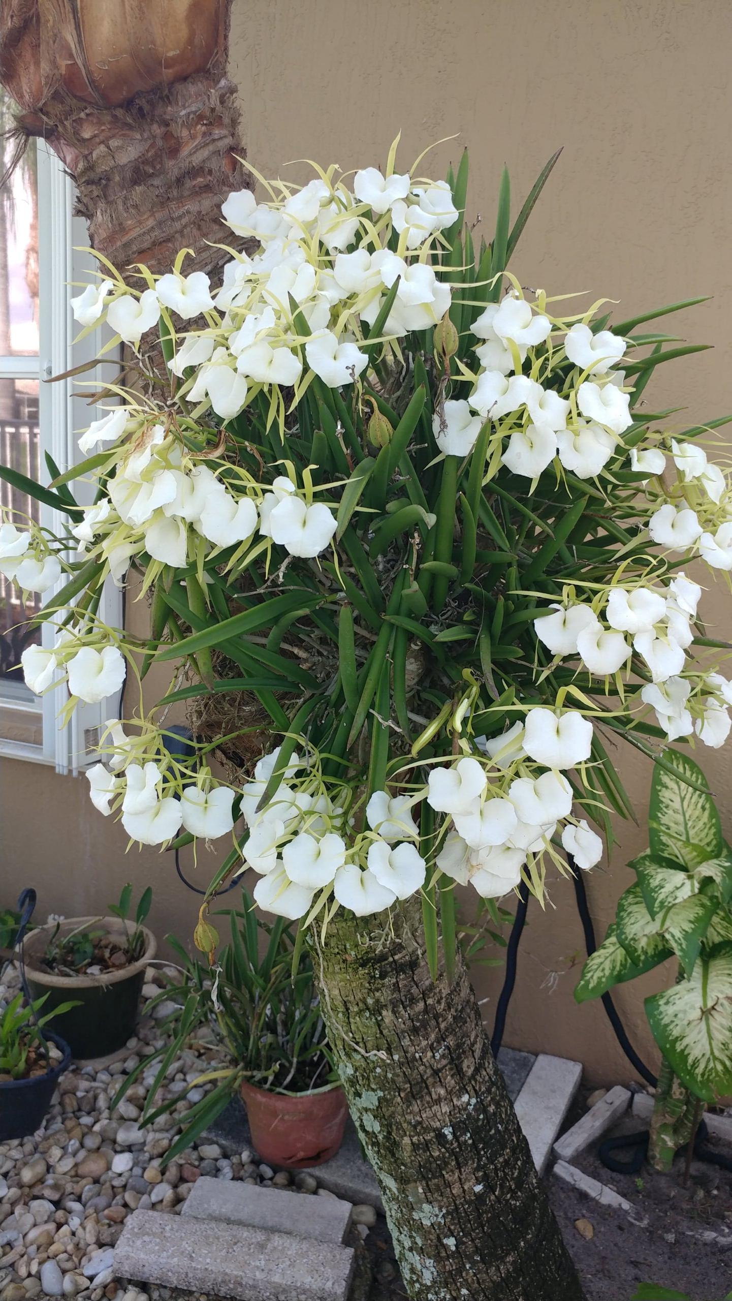 Full Bloom | Scrolller