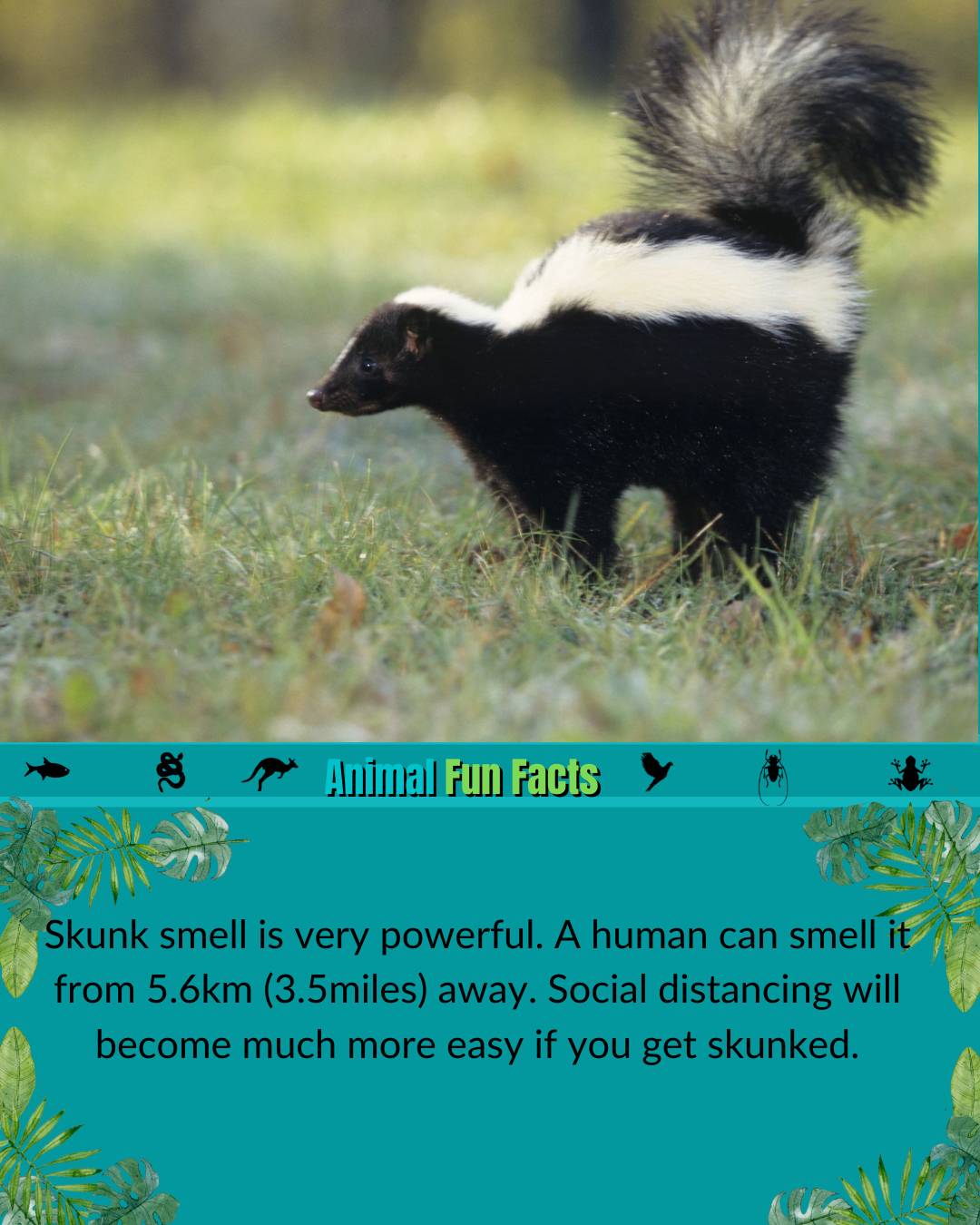Fun fact about skunks. | Scrolller