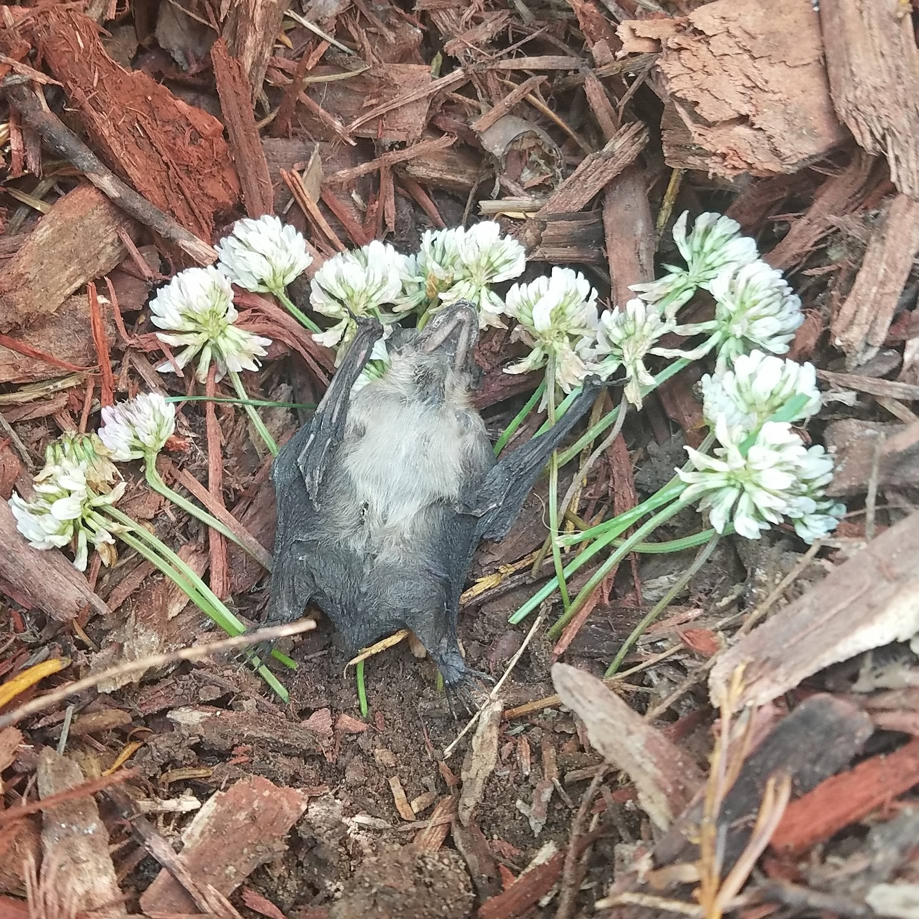 Funeral for a little bat | Scrolller