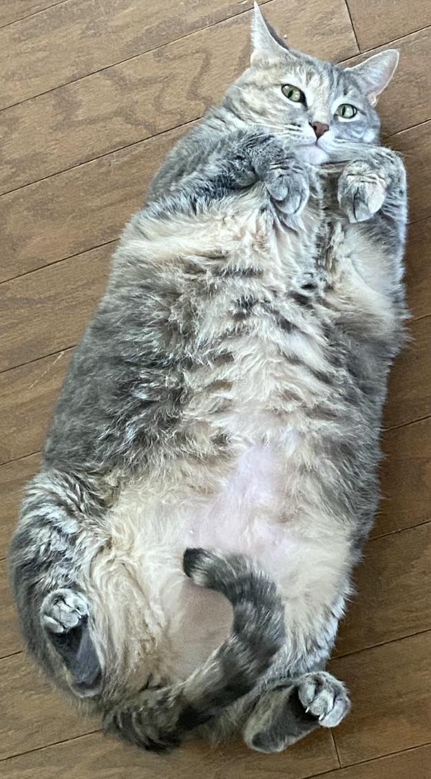 Funny cat | Scrolller