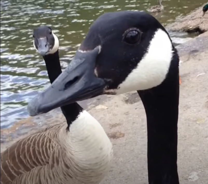 Funny geese being cute | Scrolller