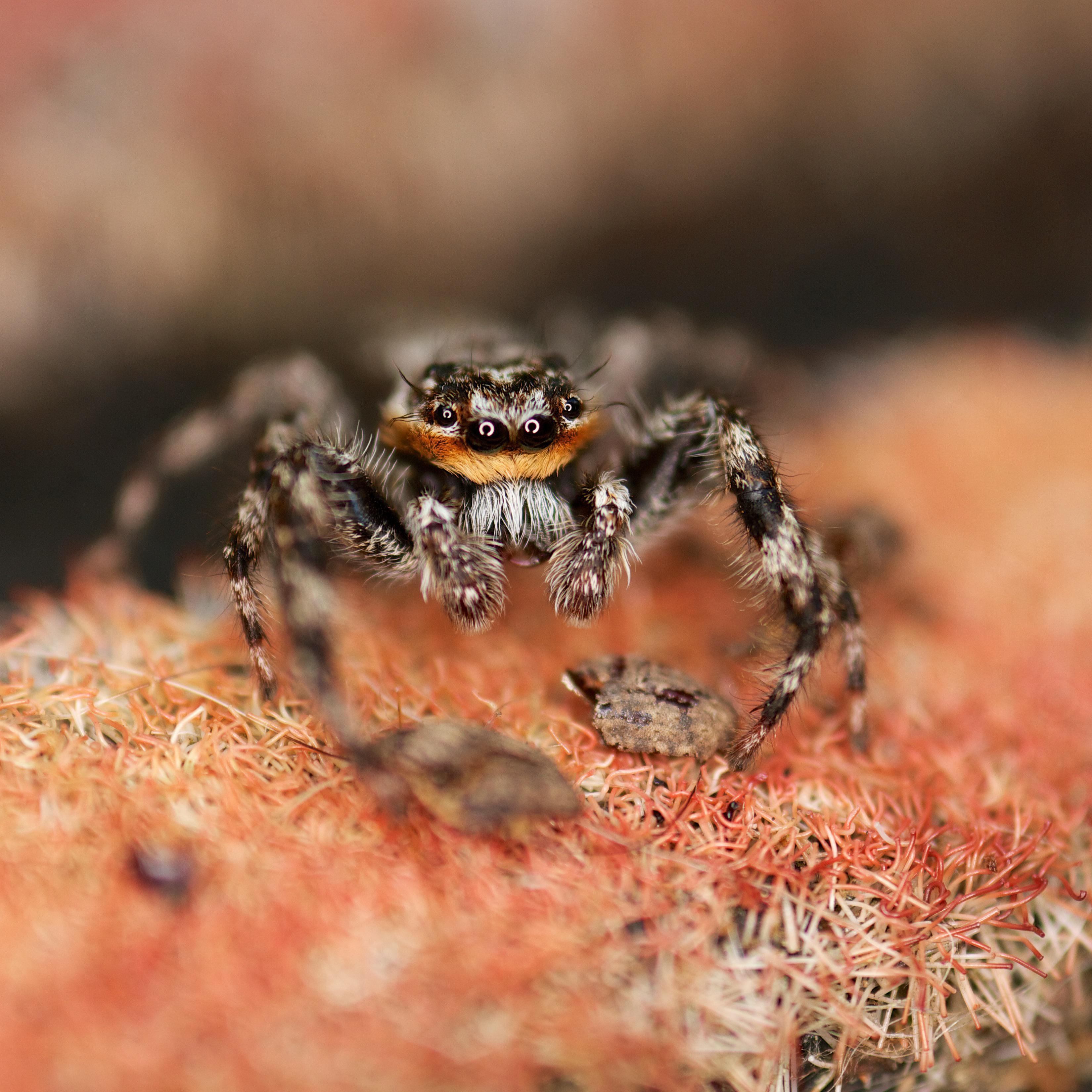 Furry little jumping spider trying to blend in with the doormat. [3300x3300] [OC] | Scrolller