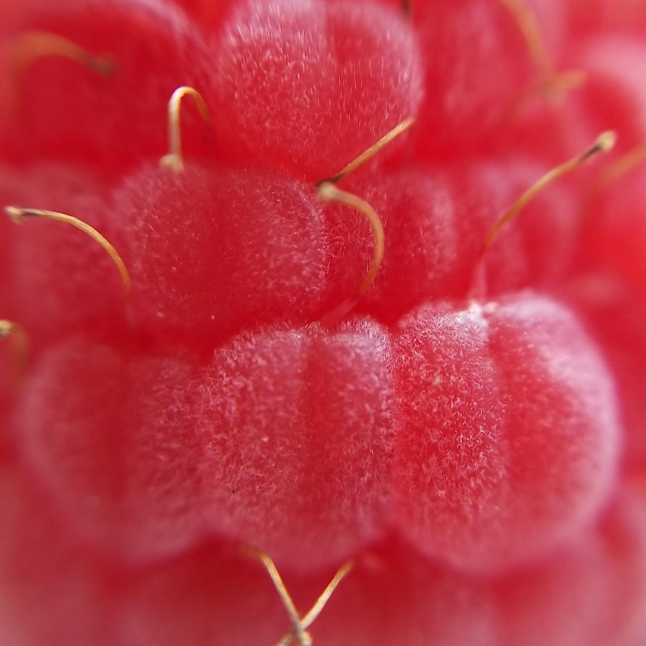 Fuzz on a raspberry [OC] [2064x2064] | Scrolller