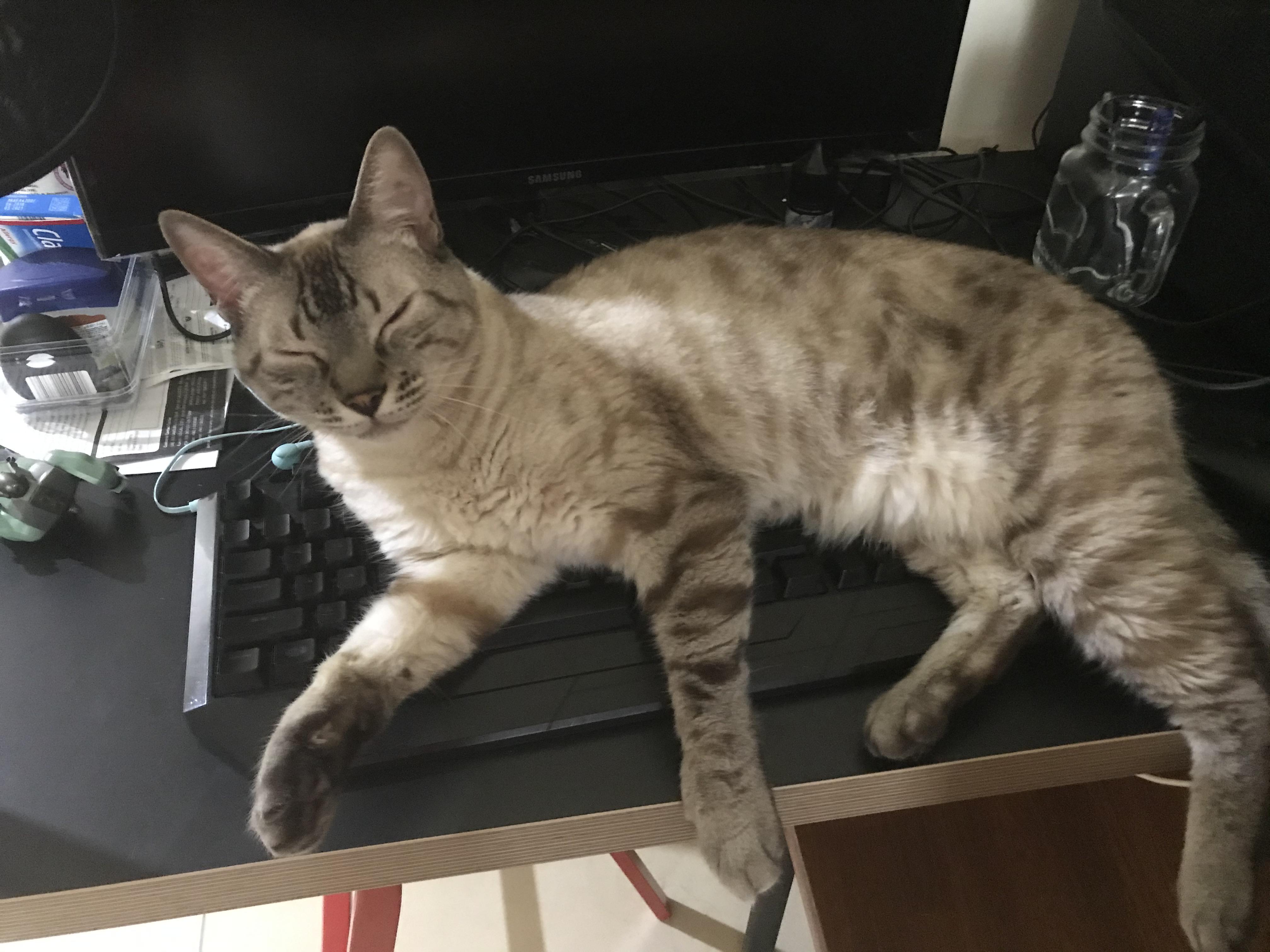 Gamer cat | Scrolller