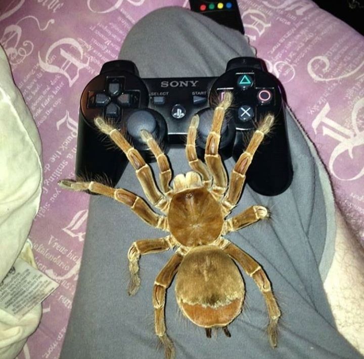 Gaming spider | Scrolller
