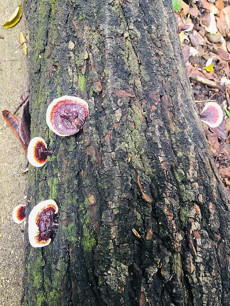 Ganoderma lucidium in singapore | Scrolller