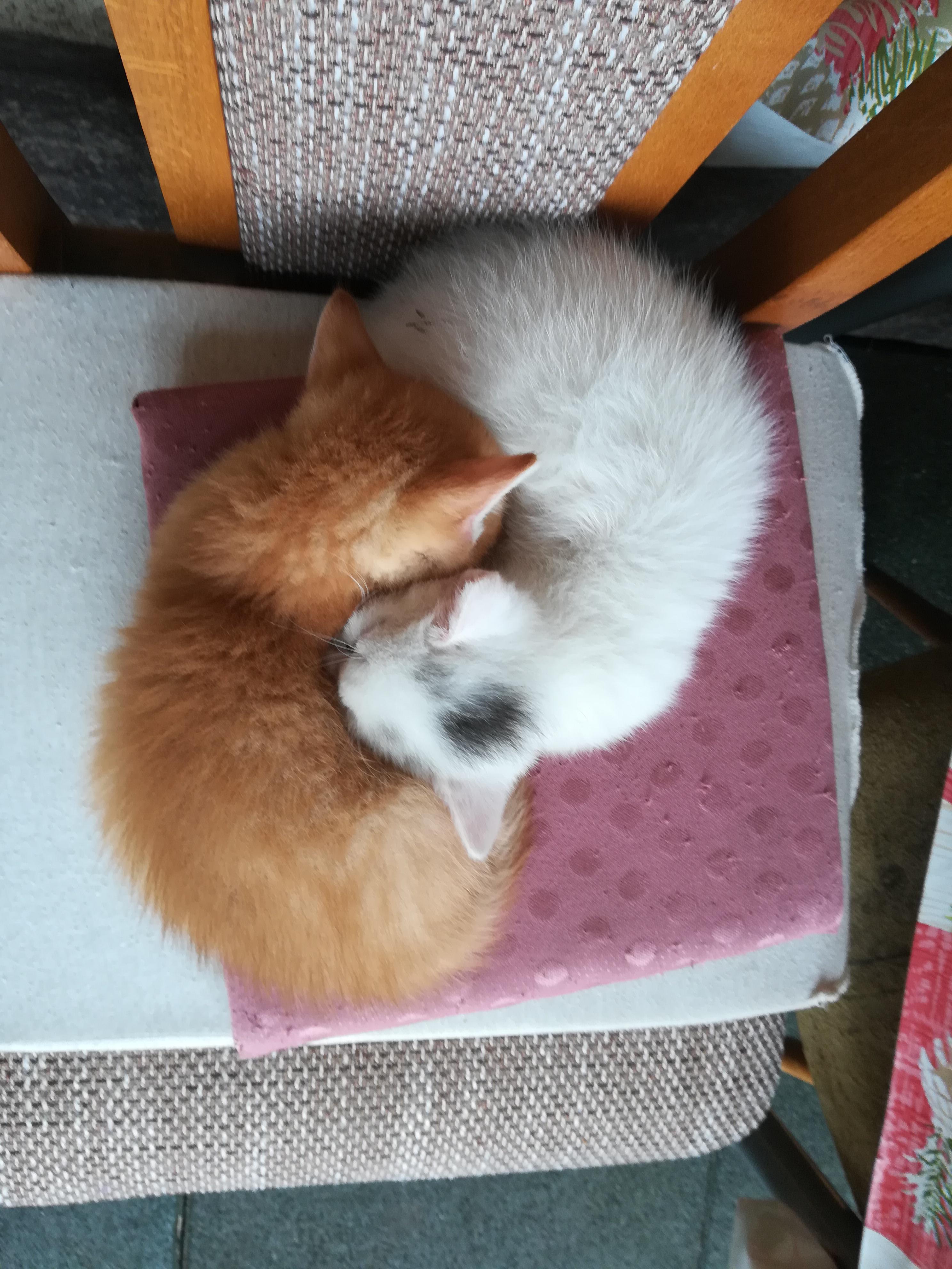 Garfield and Freya in a big, fluffy cuddle puddle | Scrolller