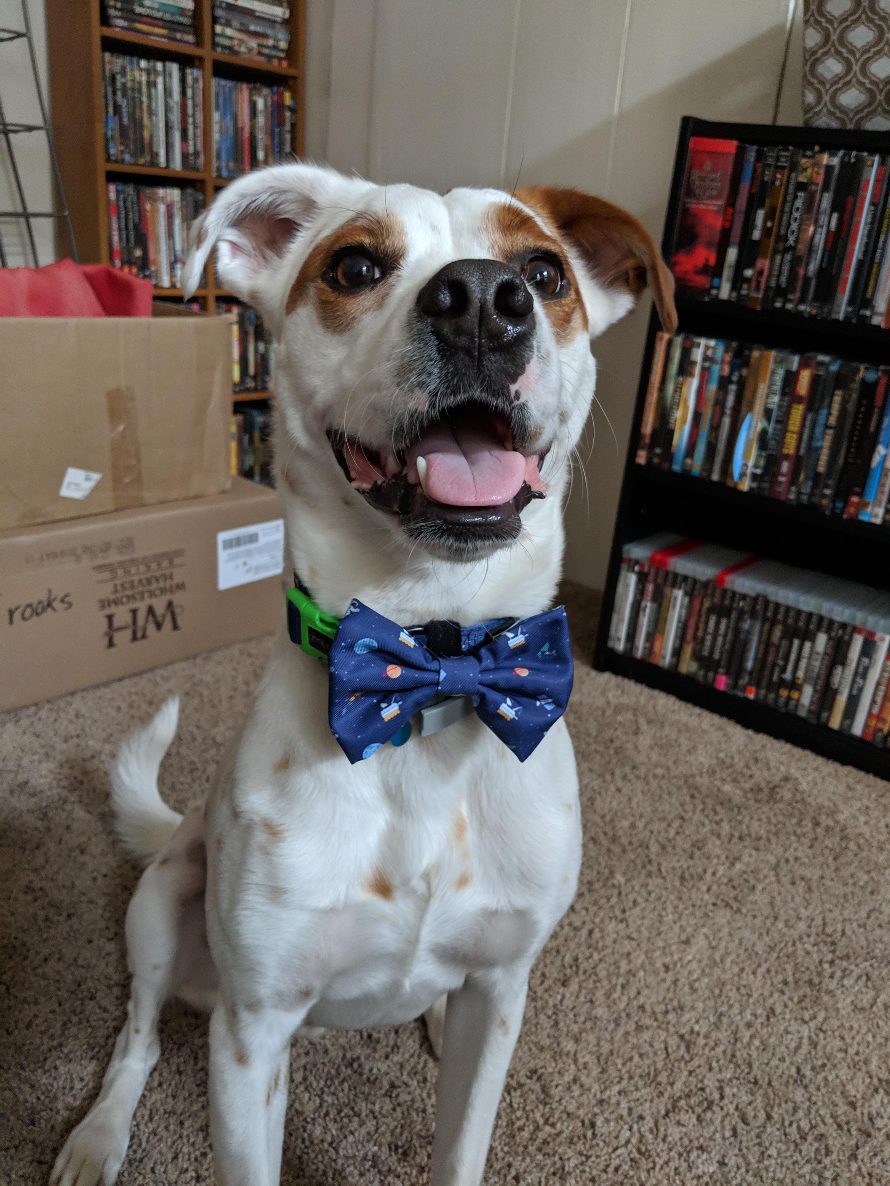 Garrus, Our German Shorthair Pointer/Jack Russell Mix | Scrolller