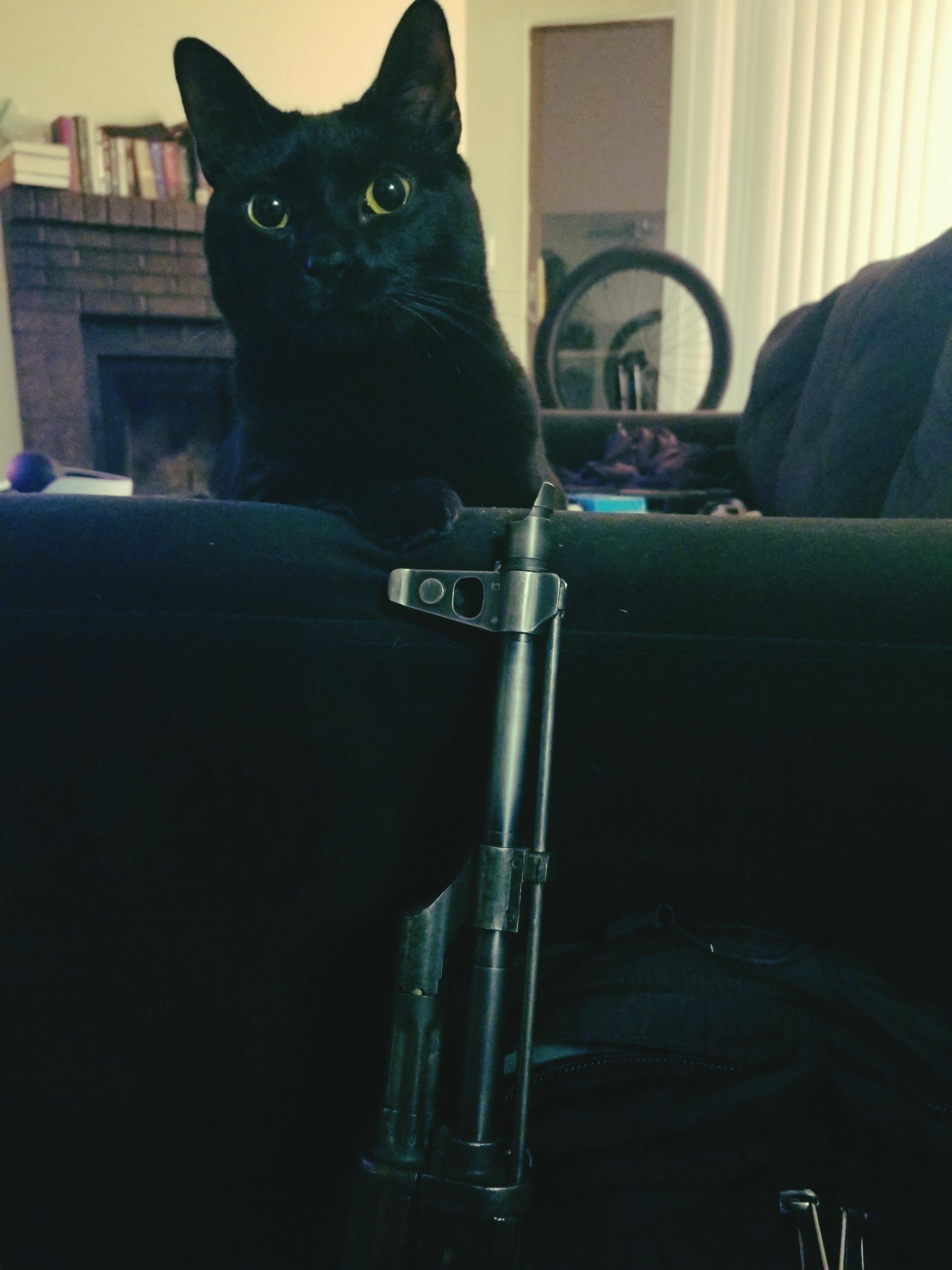 Gat + Cat | Scrolller