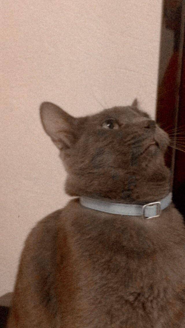 Gato uwu | Scrolller