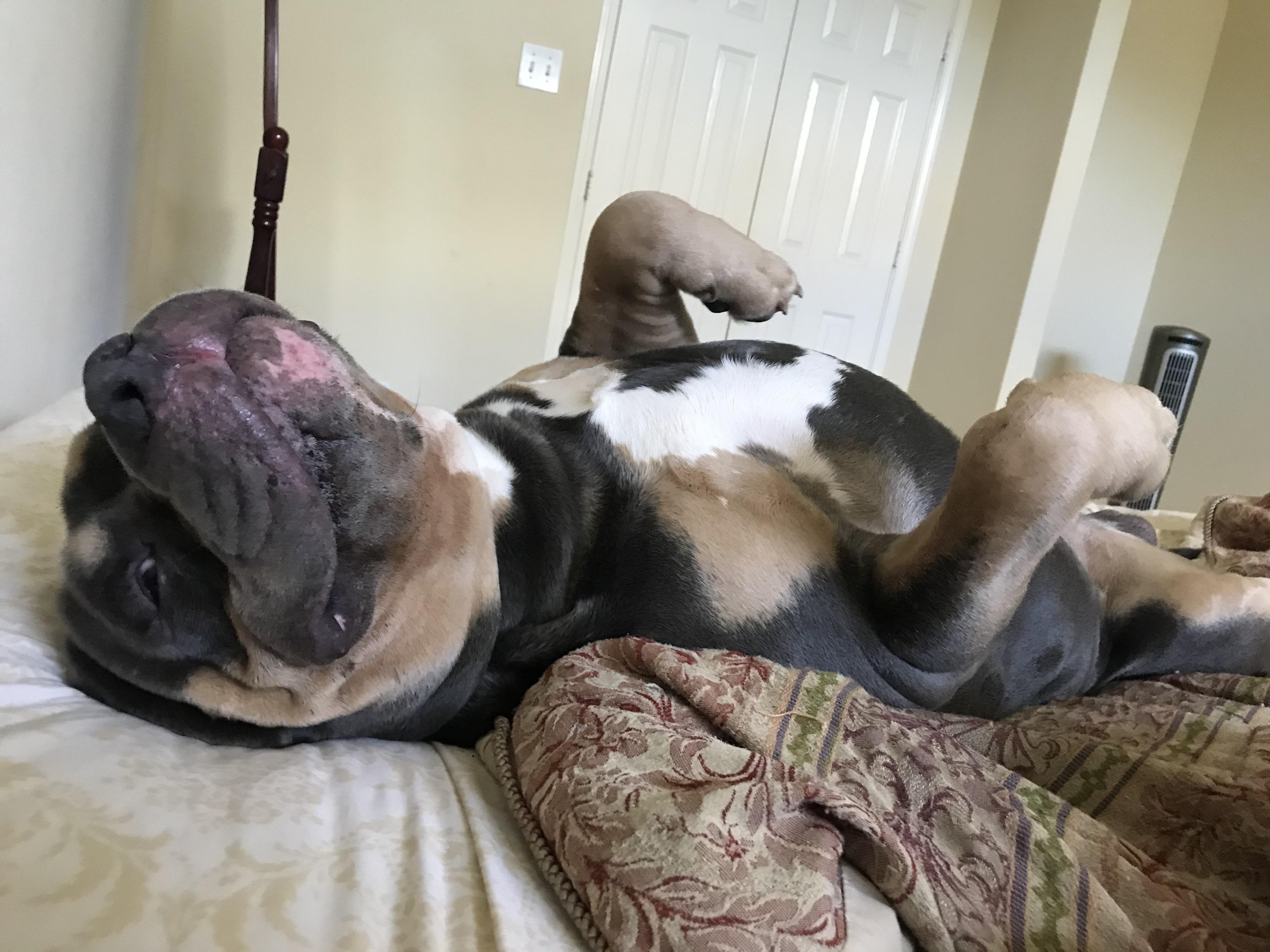 Gentle Giant | Scrolller