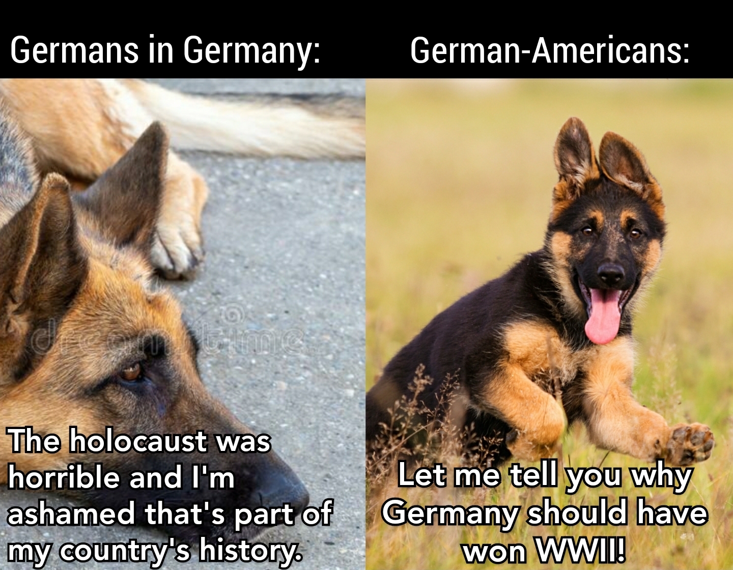 Get it? Cuz it's *German* Shepherds??? | Scrolller