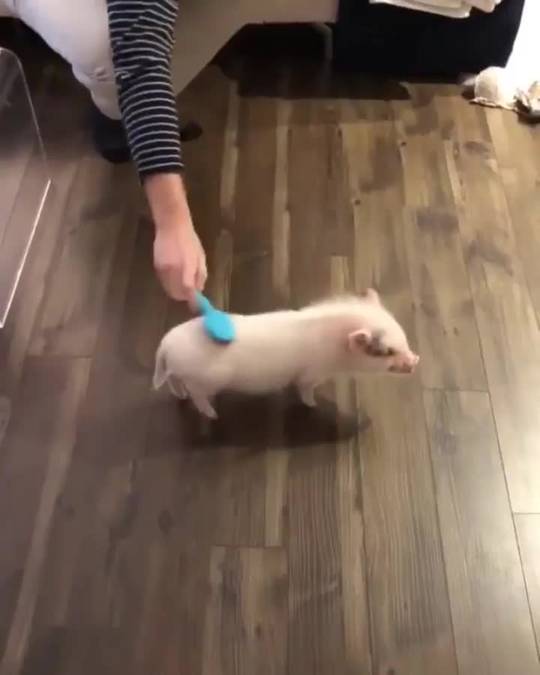 Getting Brushed | Scrolller