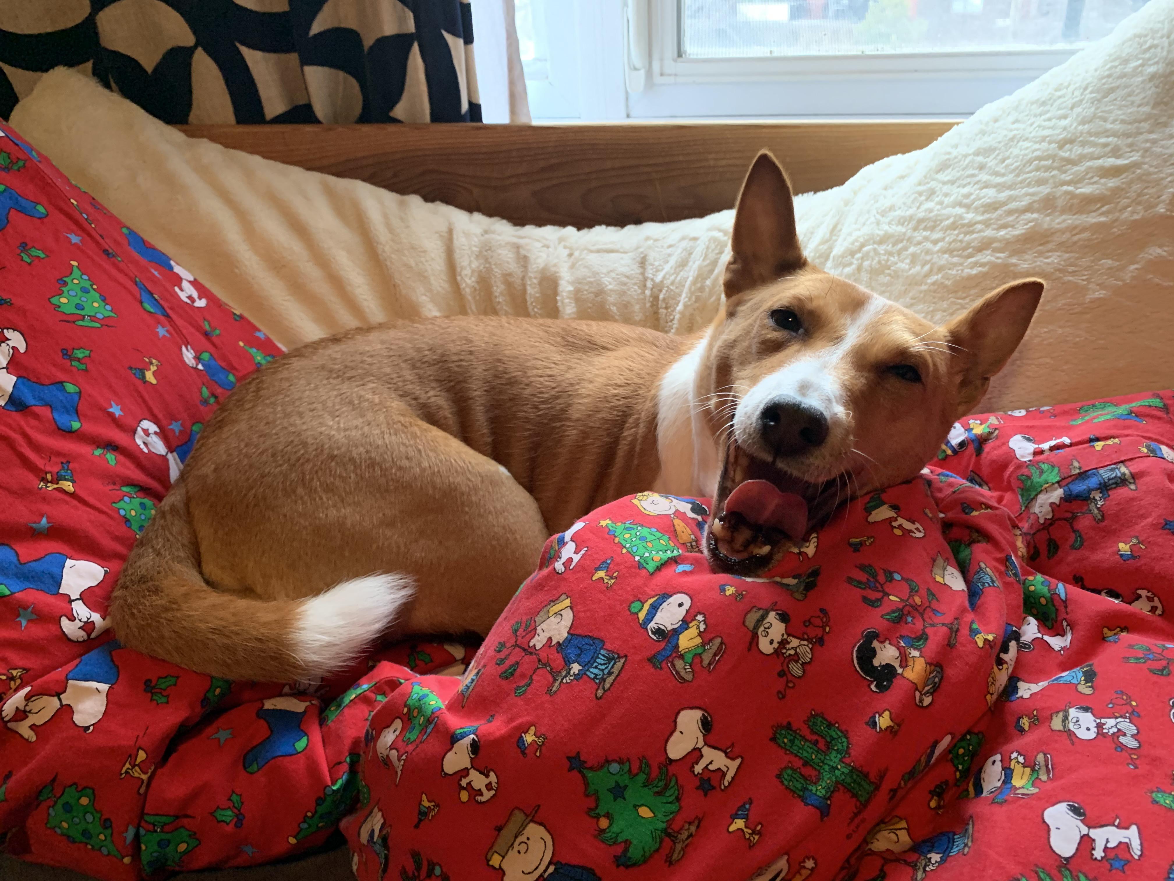 Getting into the festive spirit | Scrolller