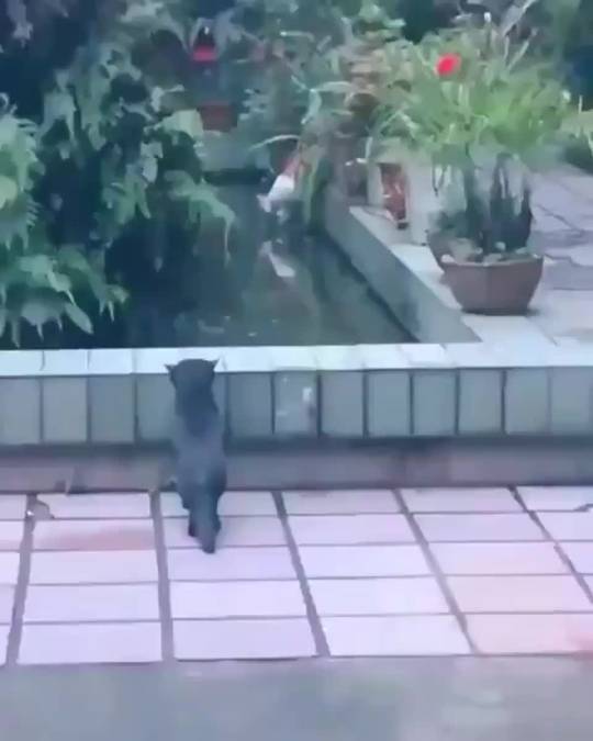 Getting the goose | Scrolller