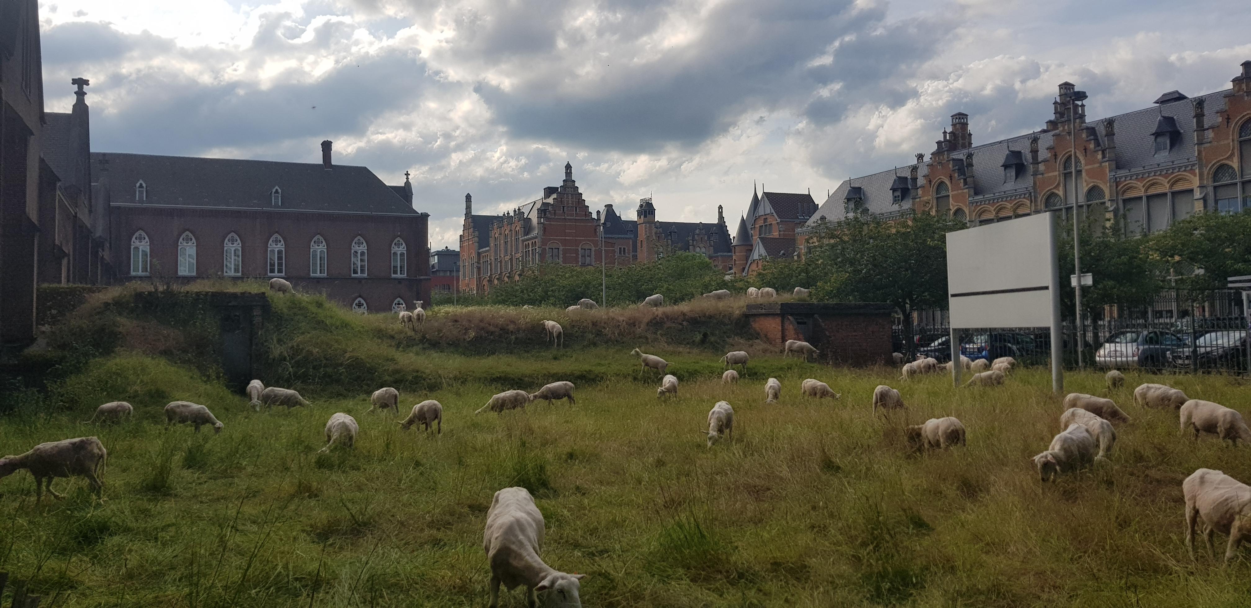 Ghent's fauna | Scrolller