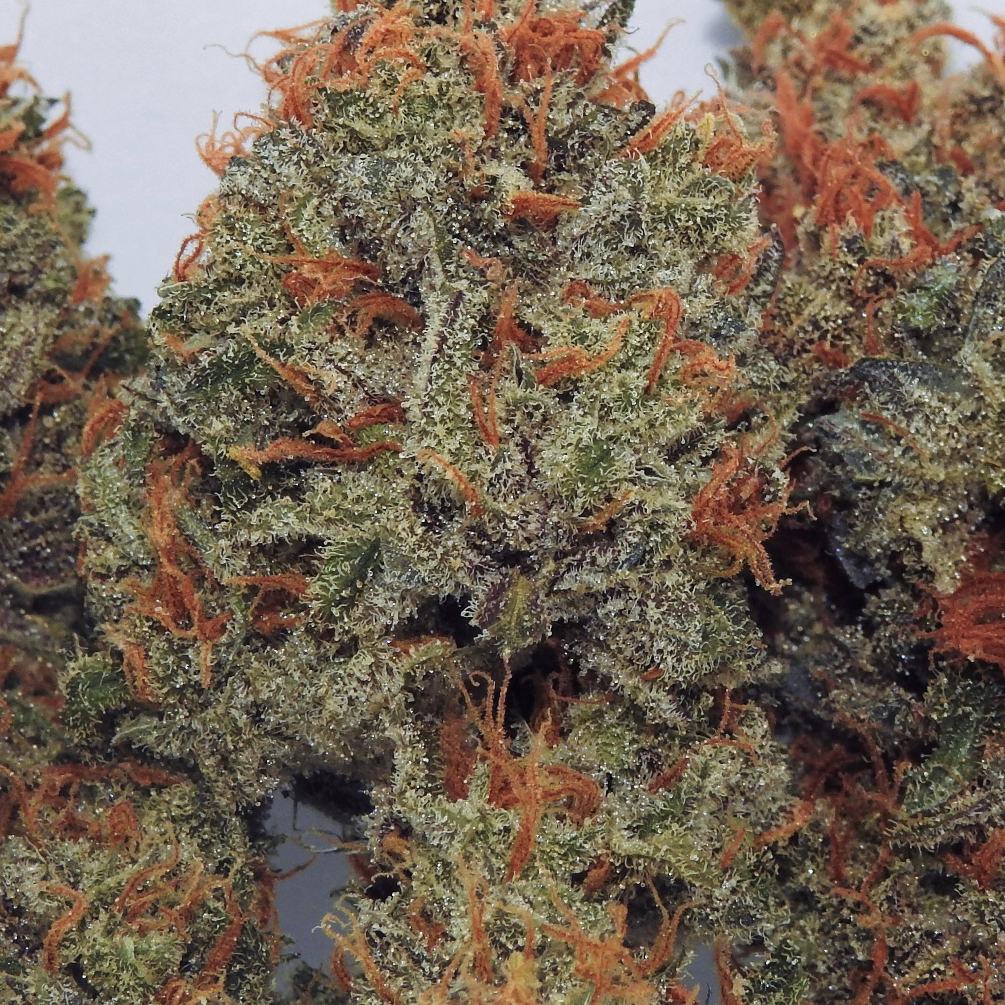 Ghost Rider OG. | Scrolller