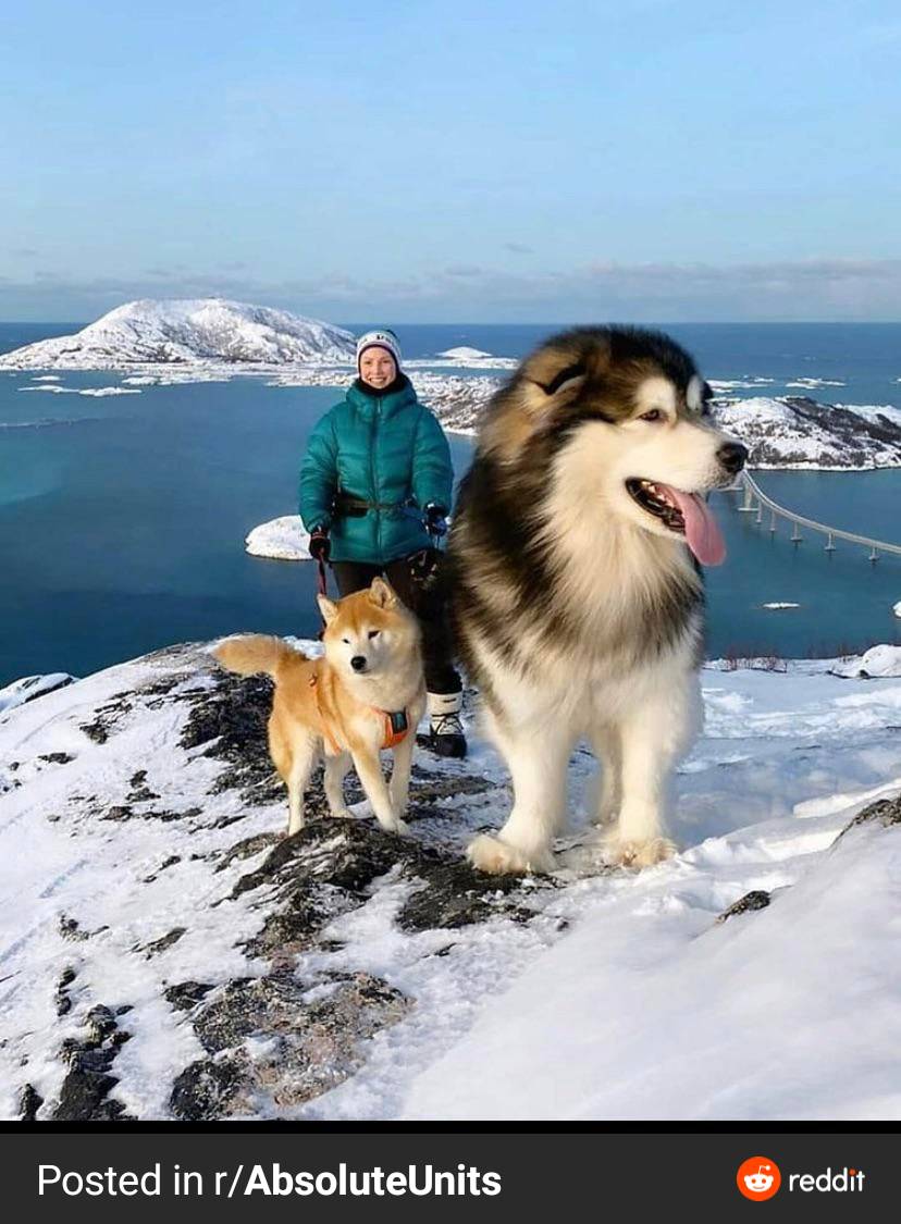 Giant Dog | Scrolller