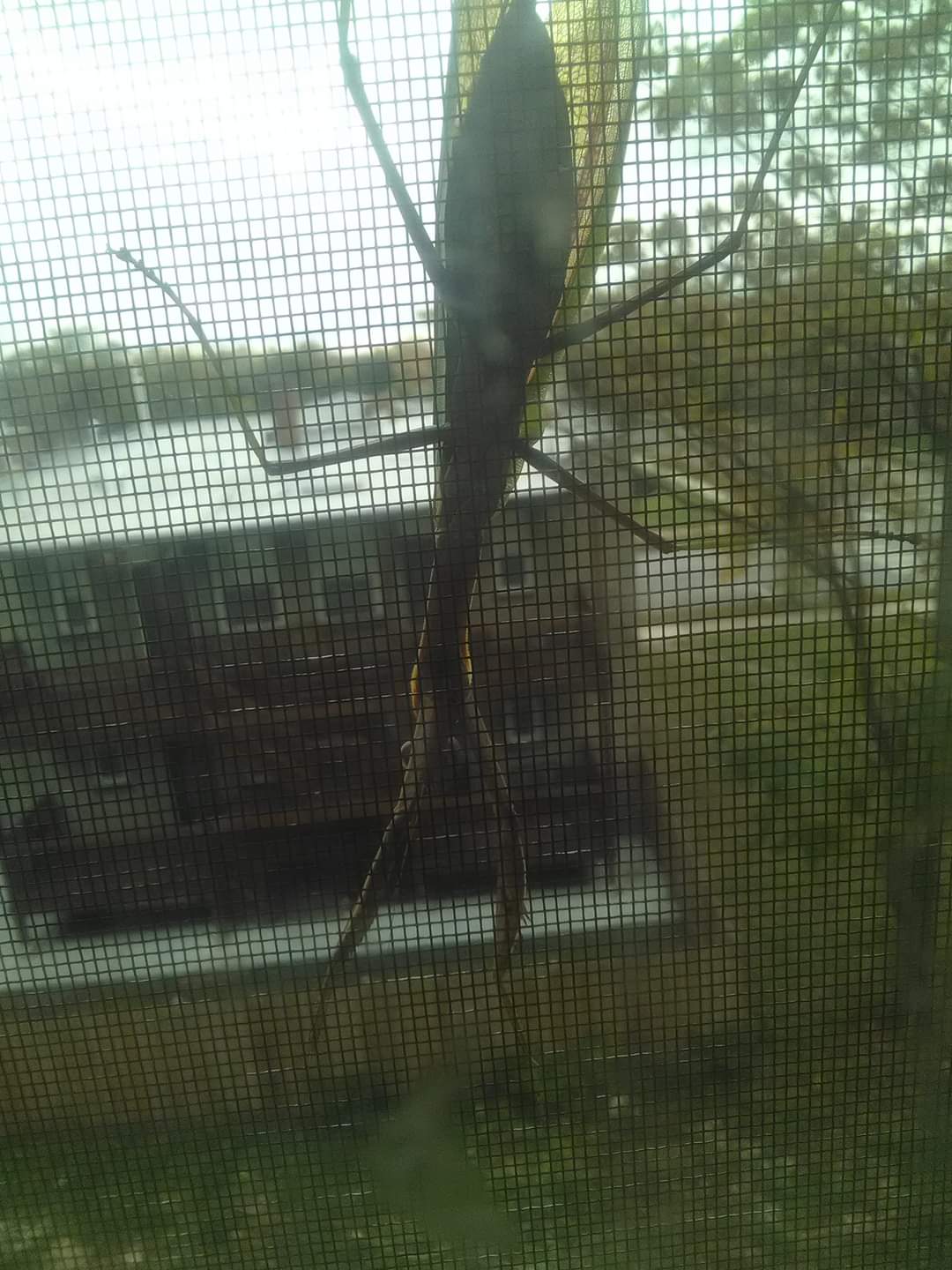 Giant insect attacks neighborhood | Scrolller