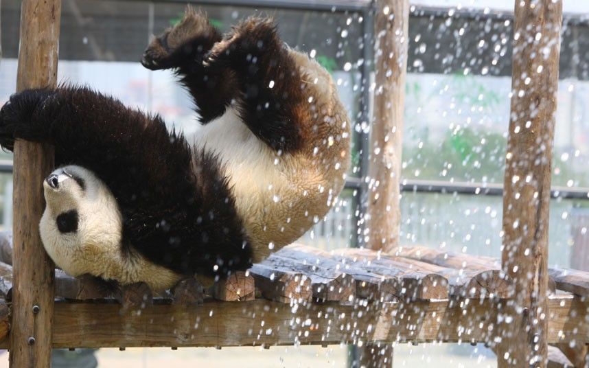Giant panda enjoys being spray with a hose | Scrolller