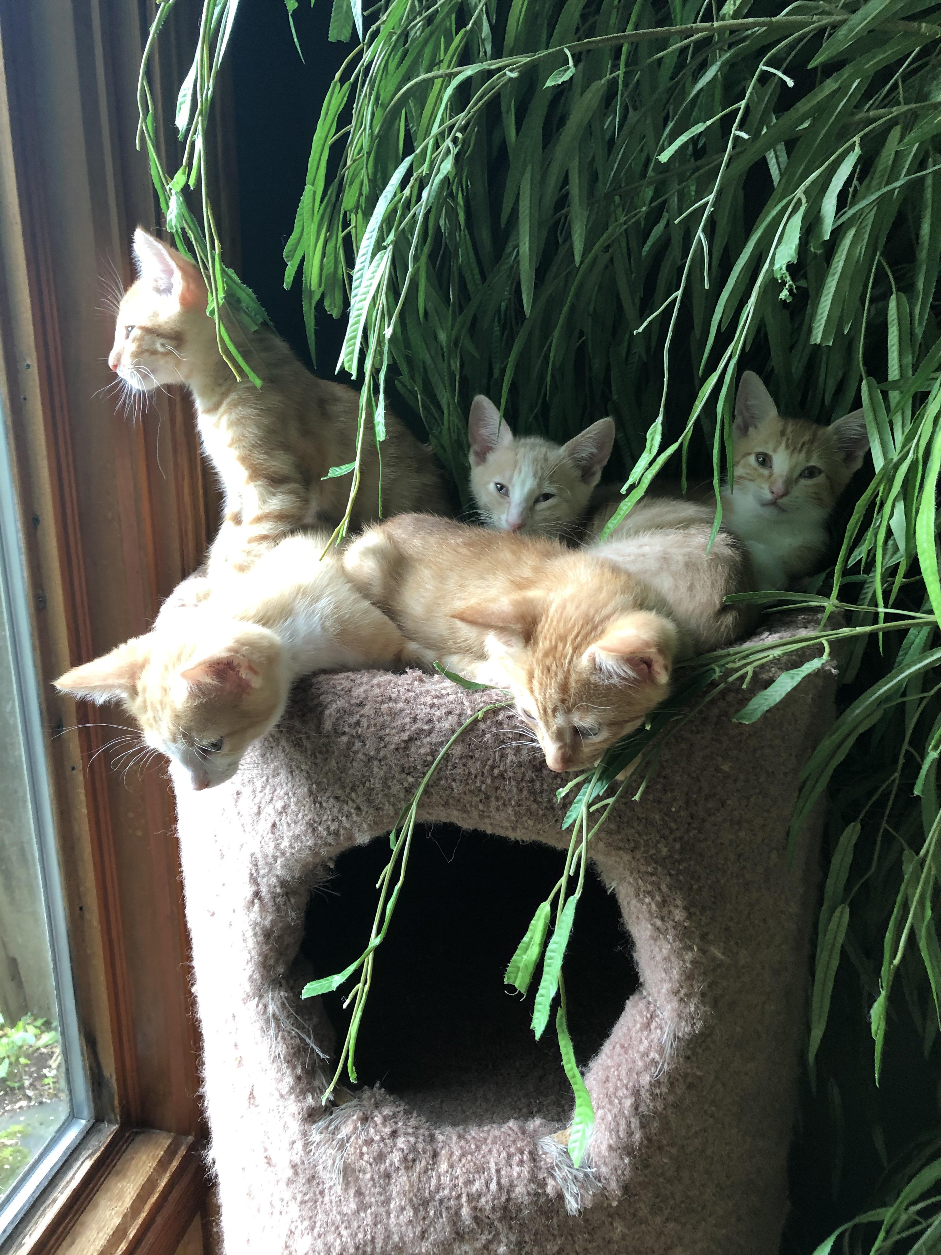 Ginger puddle | Scrolller