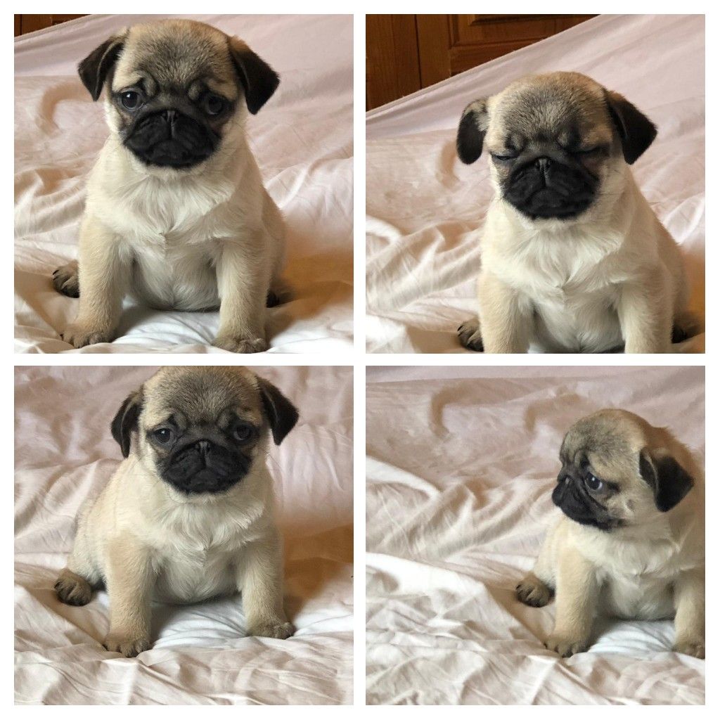 Discover more like Pug: Ginger waking up and Related Content | Scrolller