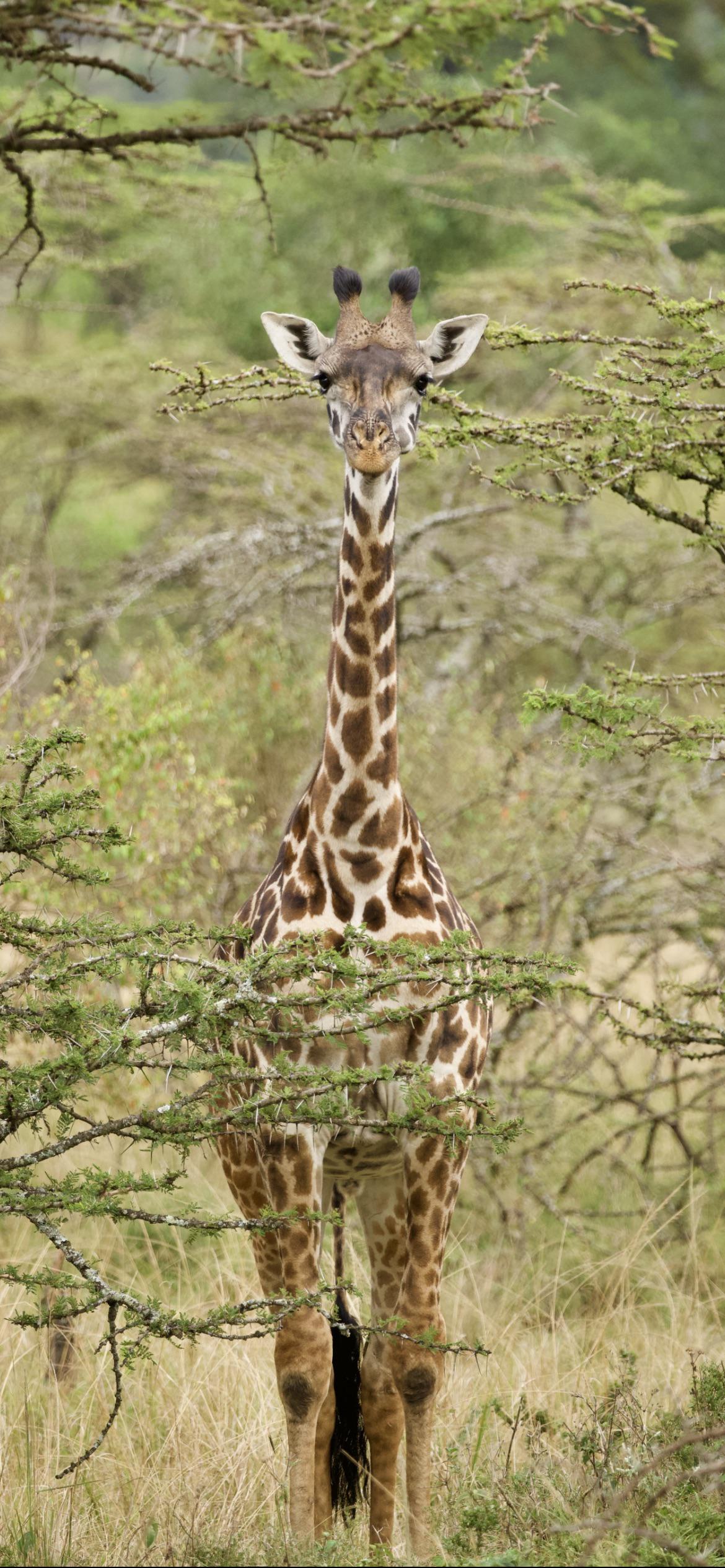 Giraffe in the Mara North | Scrolller
