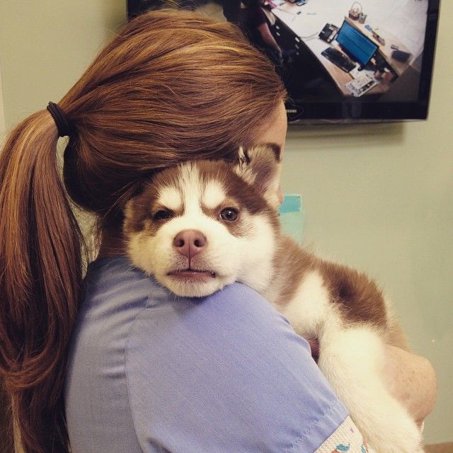 Girl cuddling husky pup at work | Scrolller