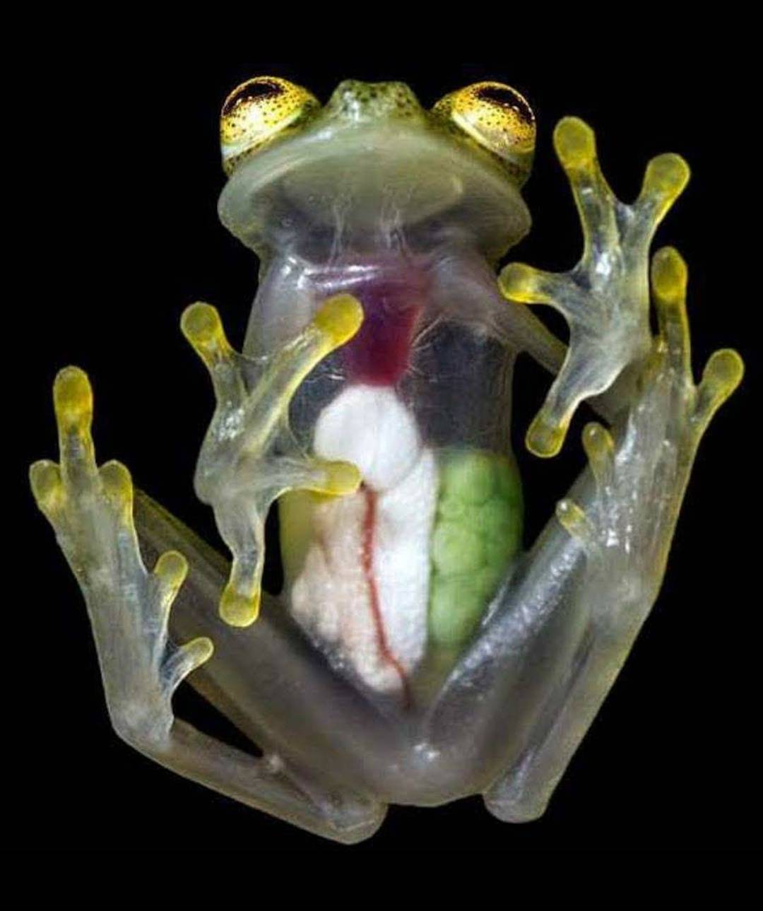 glass frog | Scrolller
