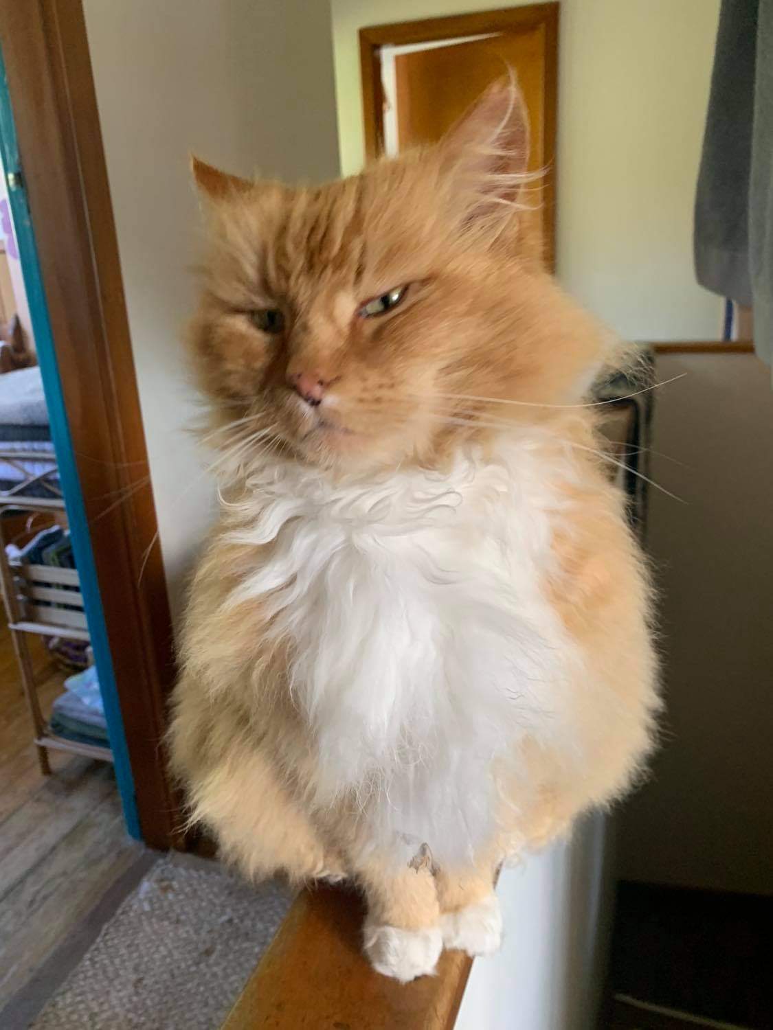 Glorious fluffy boi at AirBnB | Scrolller
