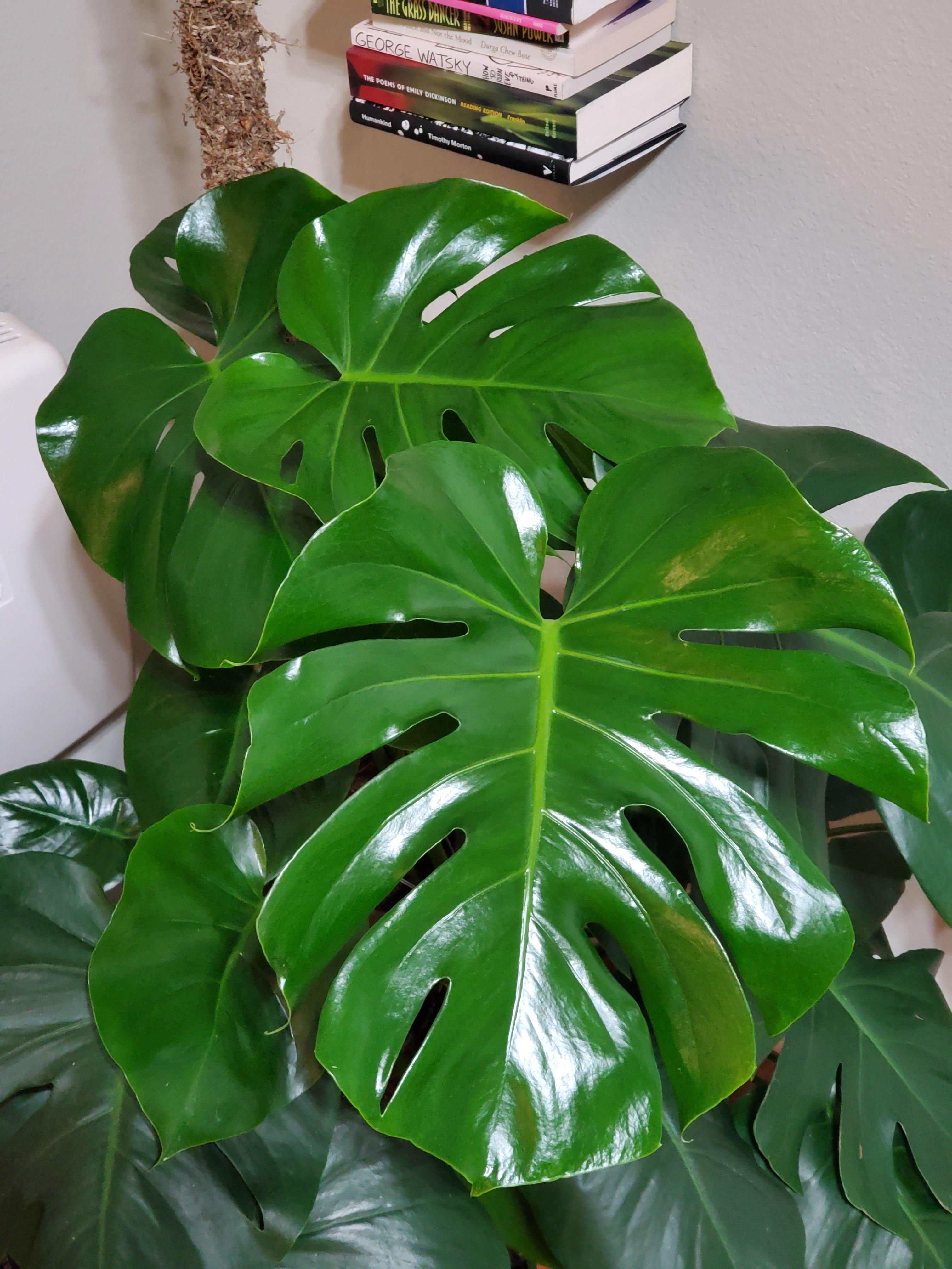 Glossy new leaves | Scrolller