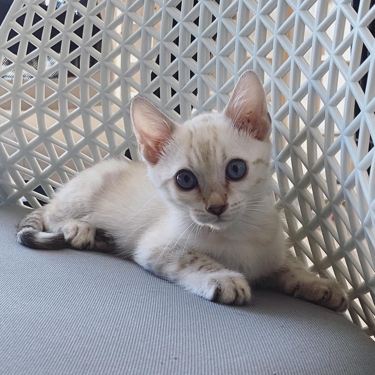 Gnocchi taking a rare sit so I can steal a picture | Scrolller