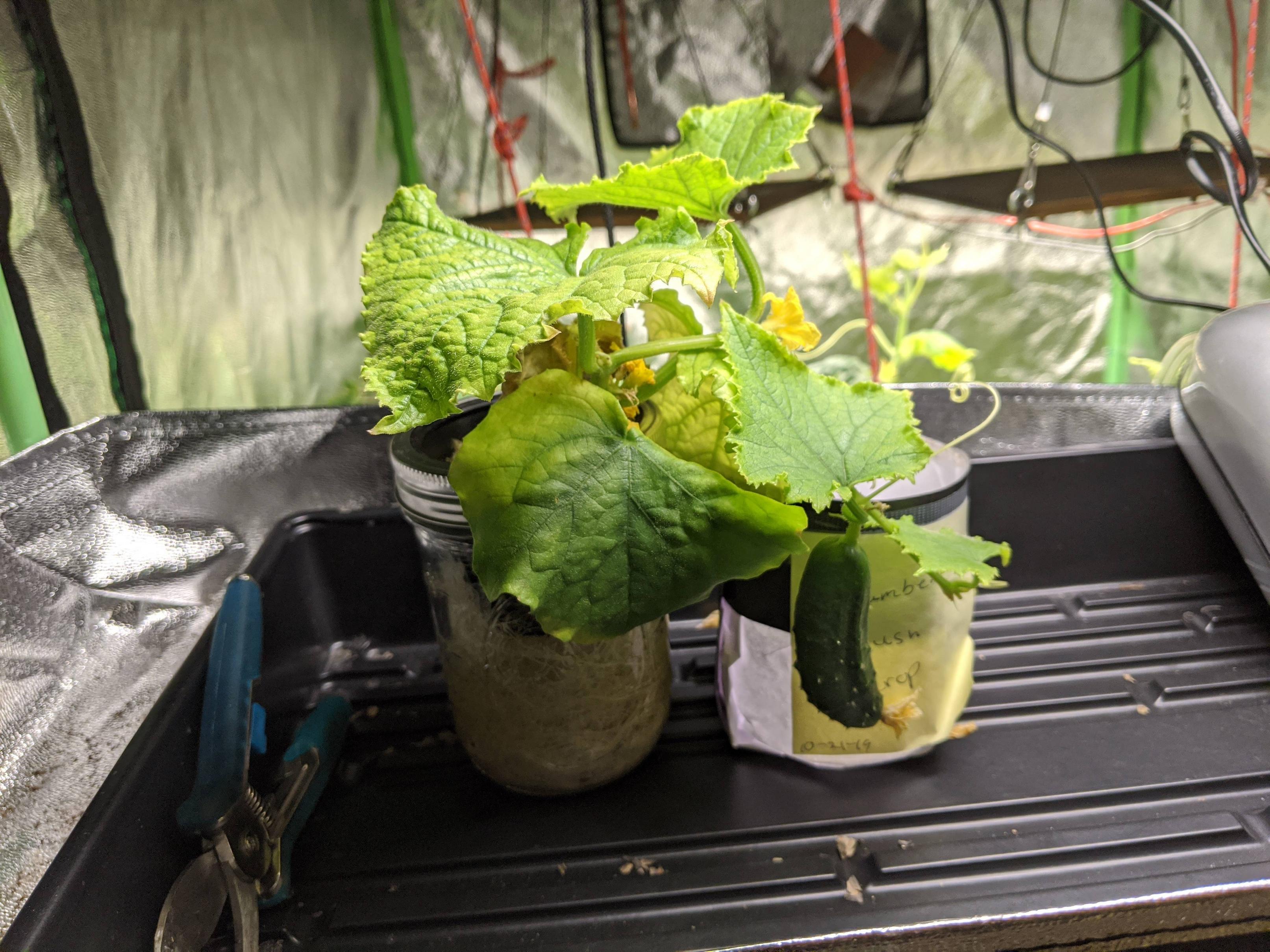 Go cucumber go! | Scrolller