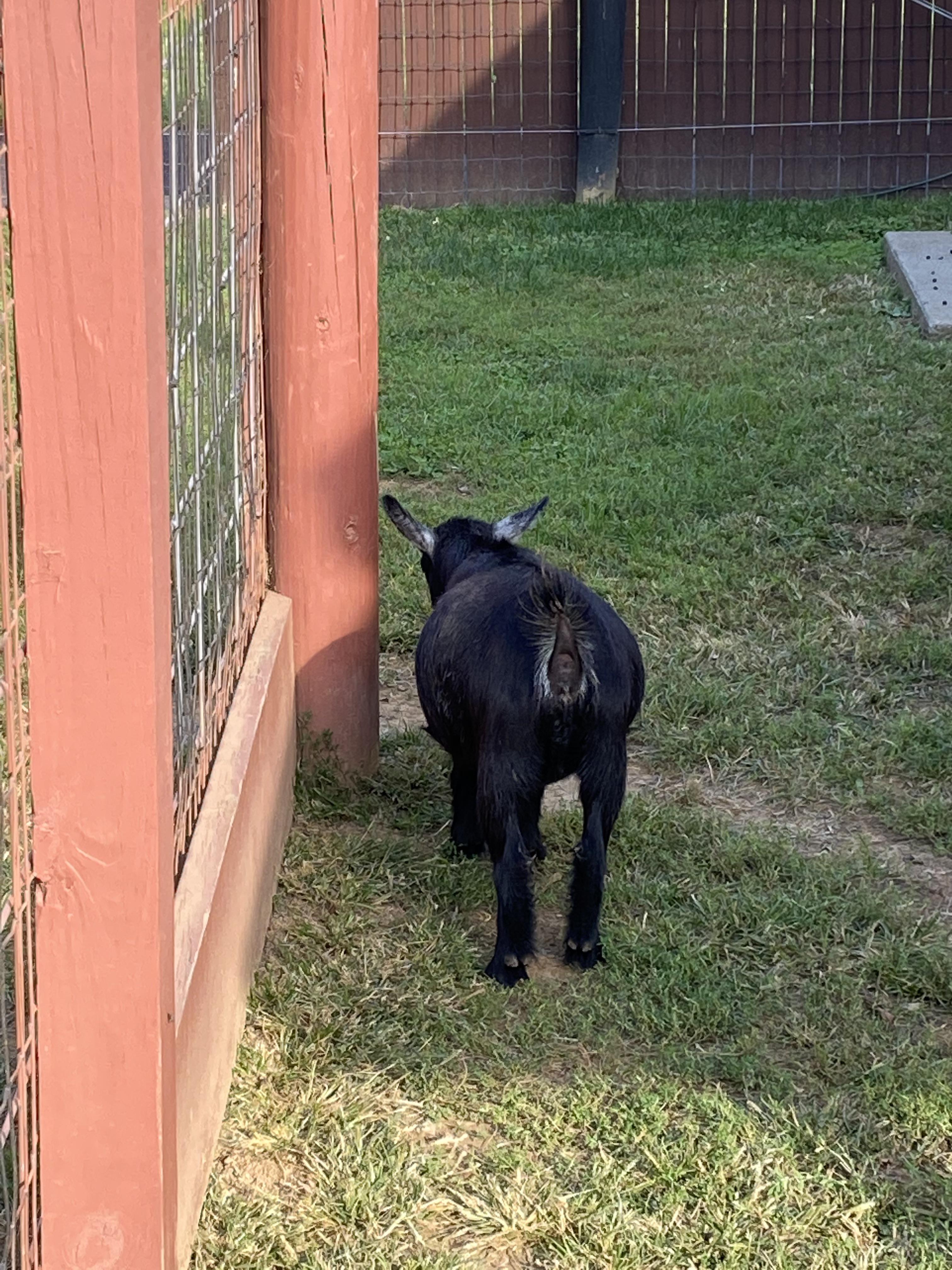 goat butt | Scrolller