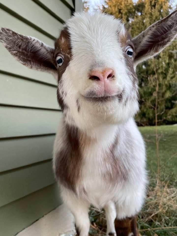 Goat smile | Scrolller