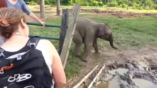 Goats can be terrifying. | Scrolller