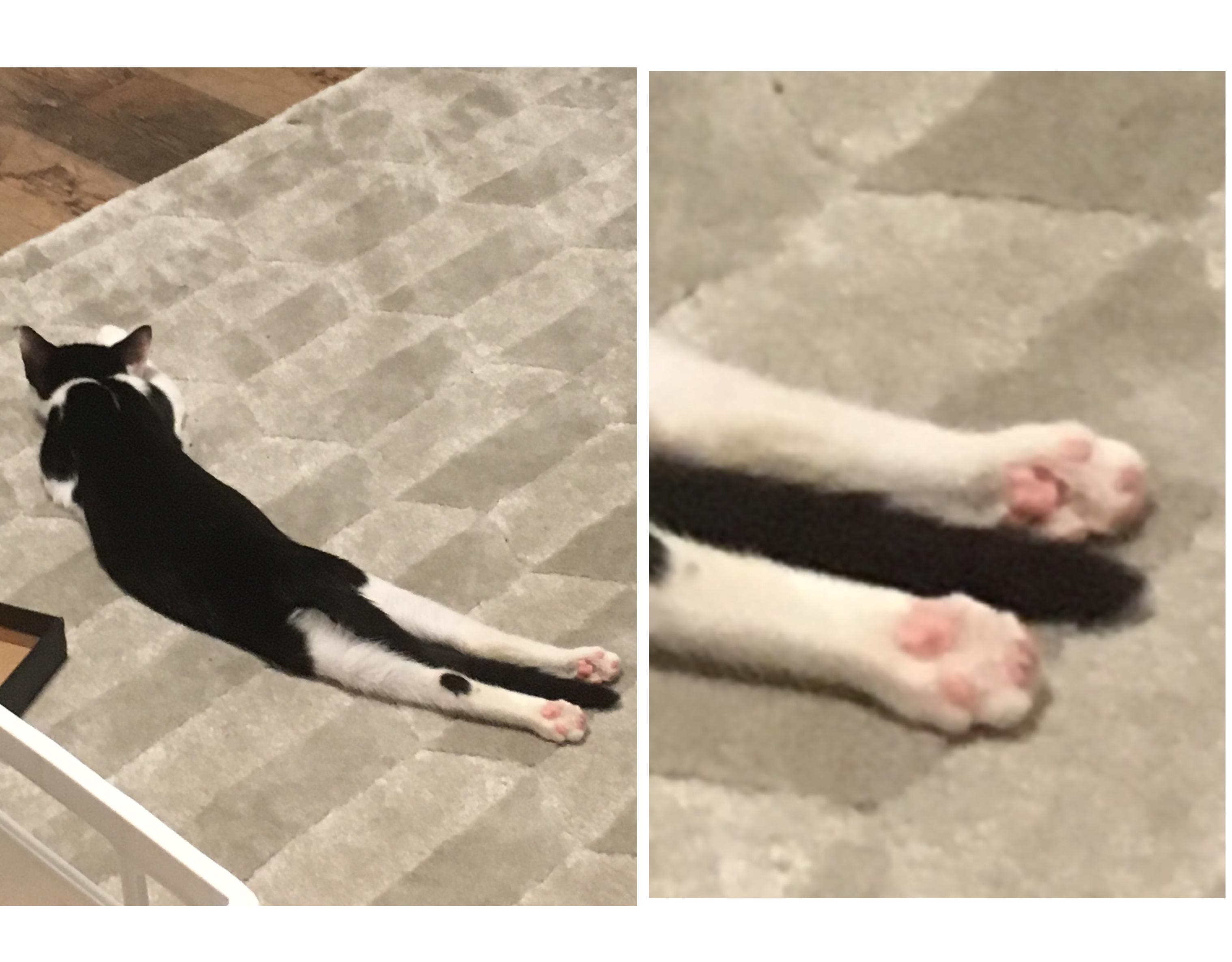 Goblin Cat Sploot | Scrolller