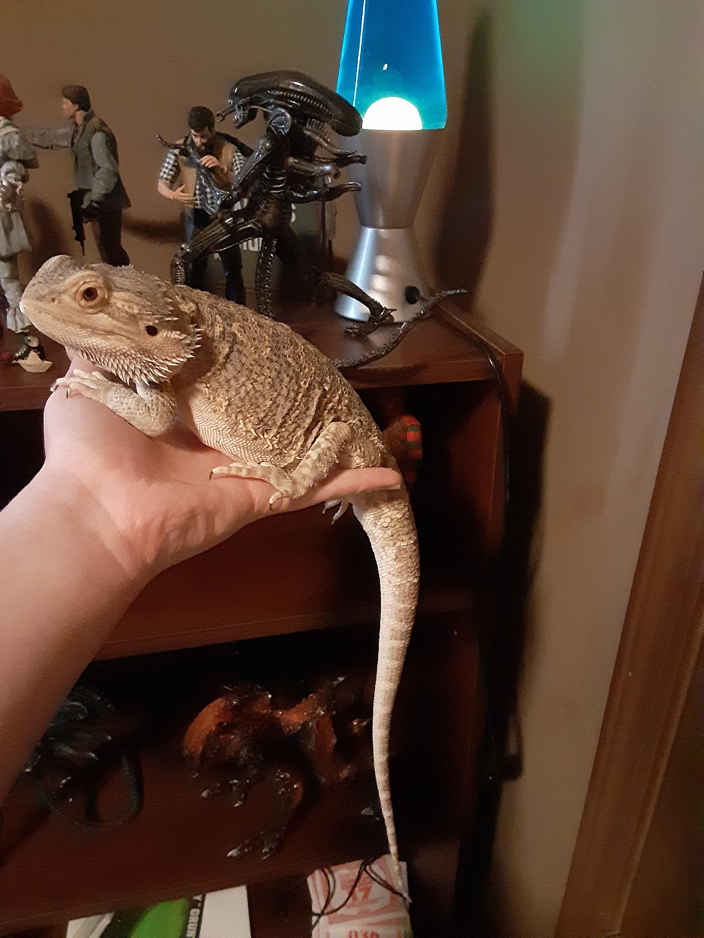 Godzilla next to a Xenomorph for size comparison | Scrolller