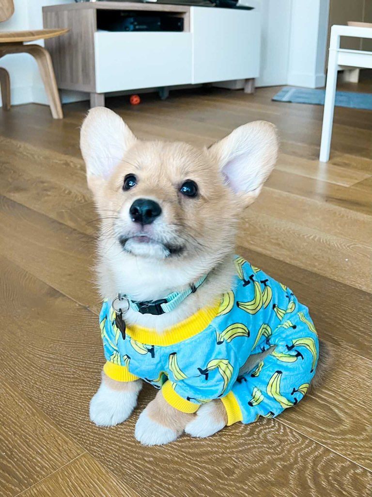 Going Bananas! | Scrolller