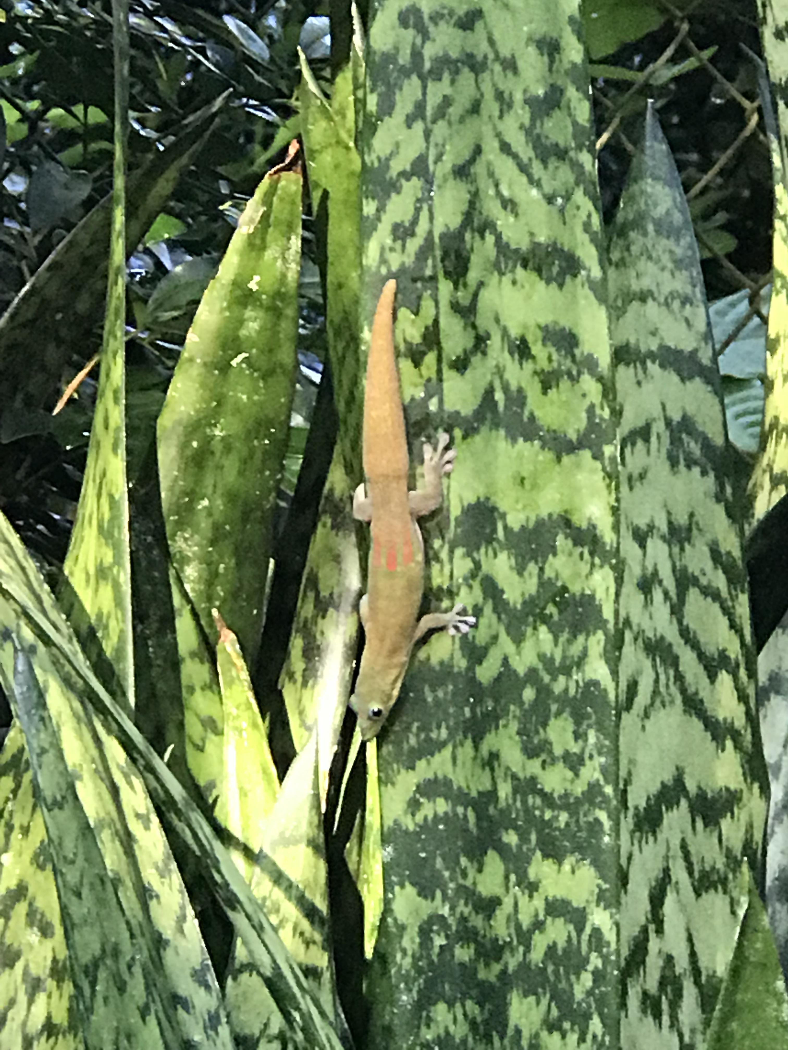 Gold dust day gecko I saw today | Scrolller