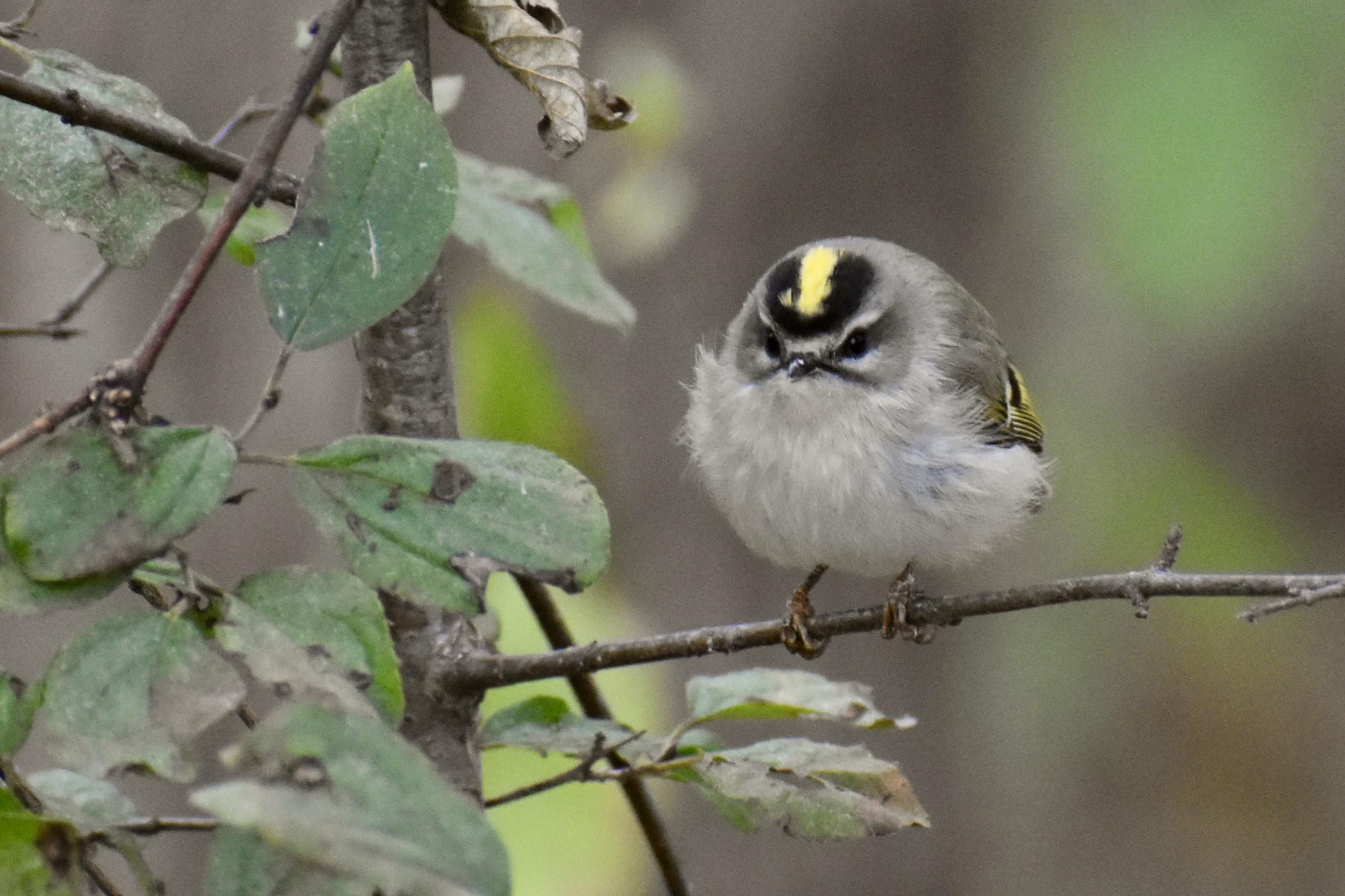 Golden-crowned borb | Scrolller