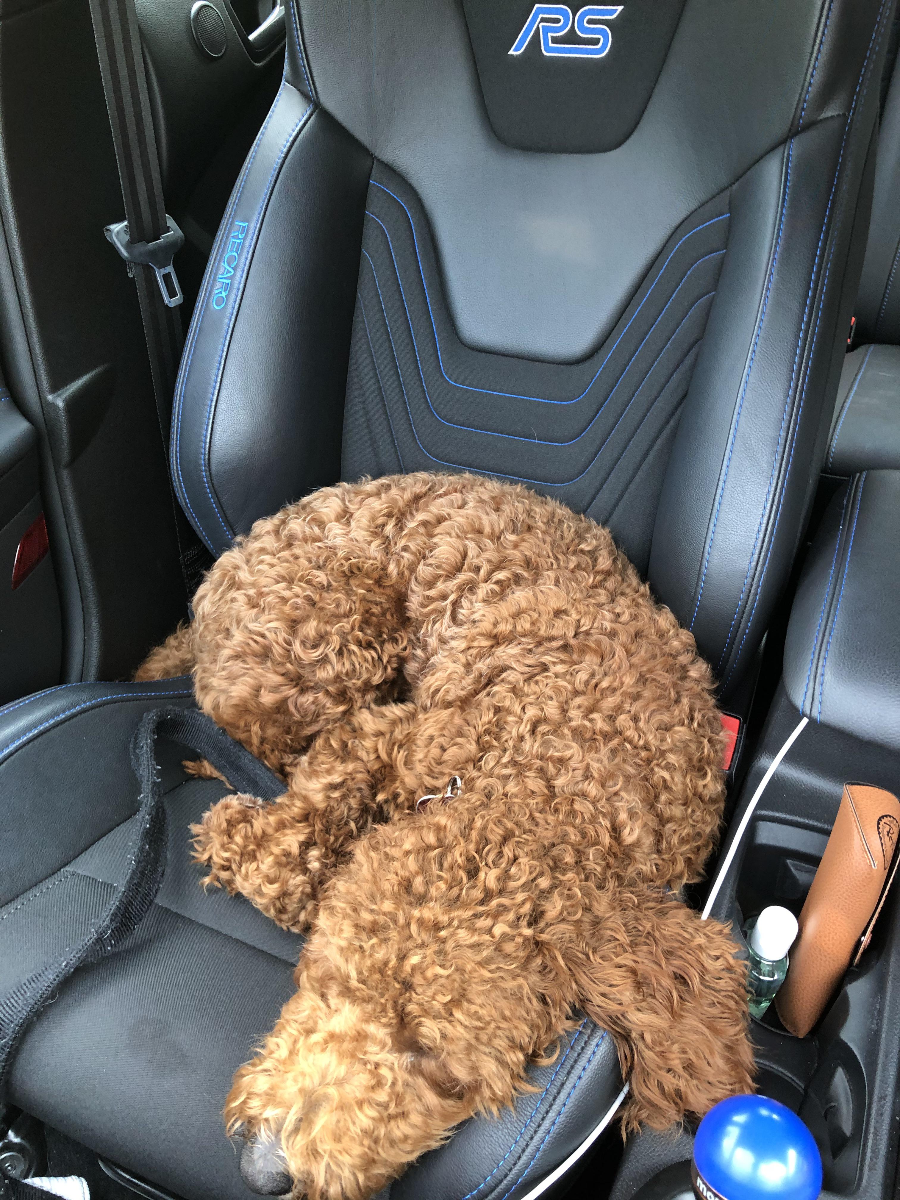 Goldendoodle approved nap spot | Scrolller