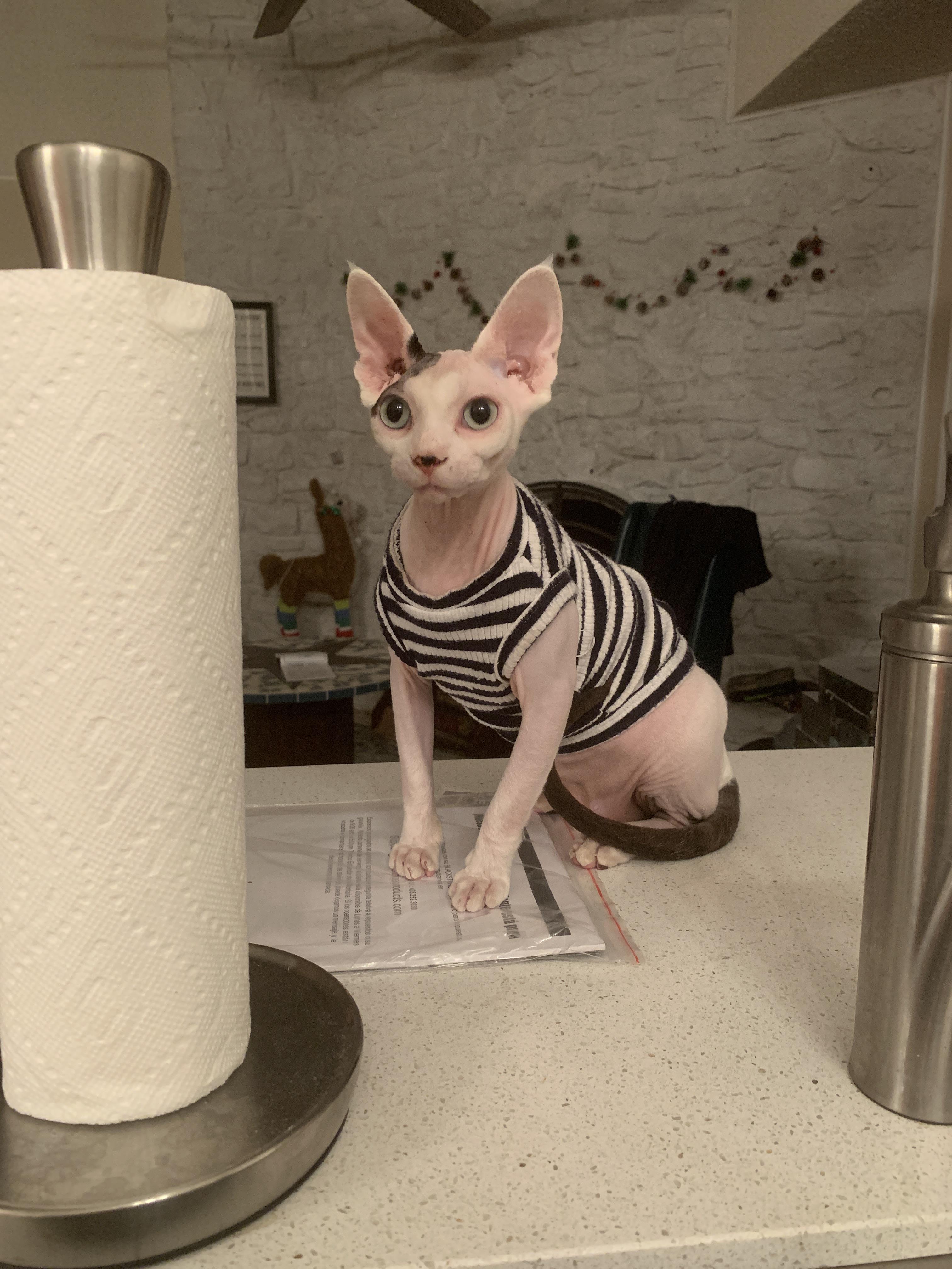 Gonna destroy those paper towels later | Scrolller