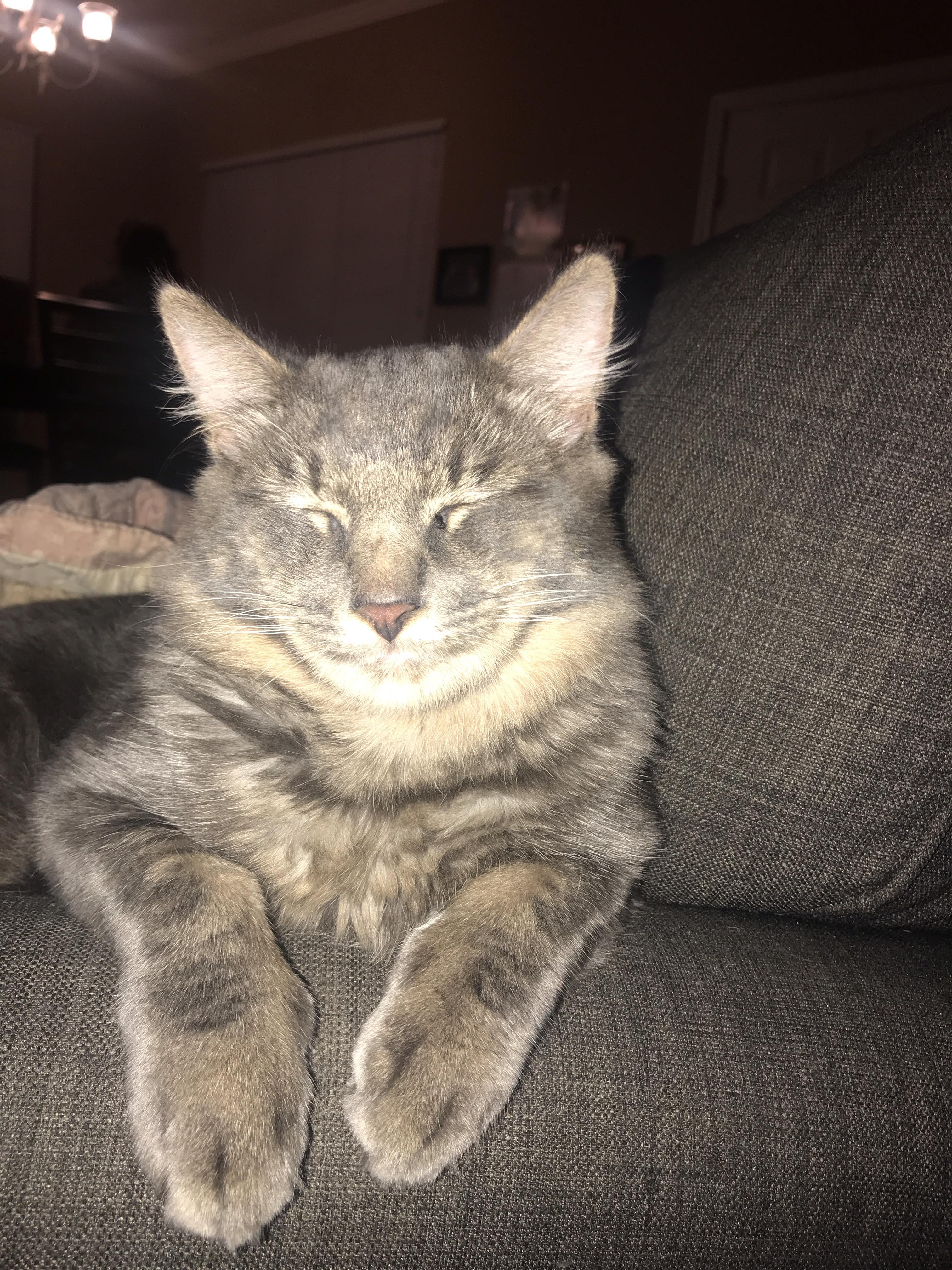 Good catto | Scrolller