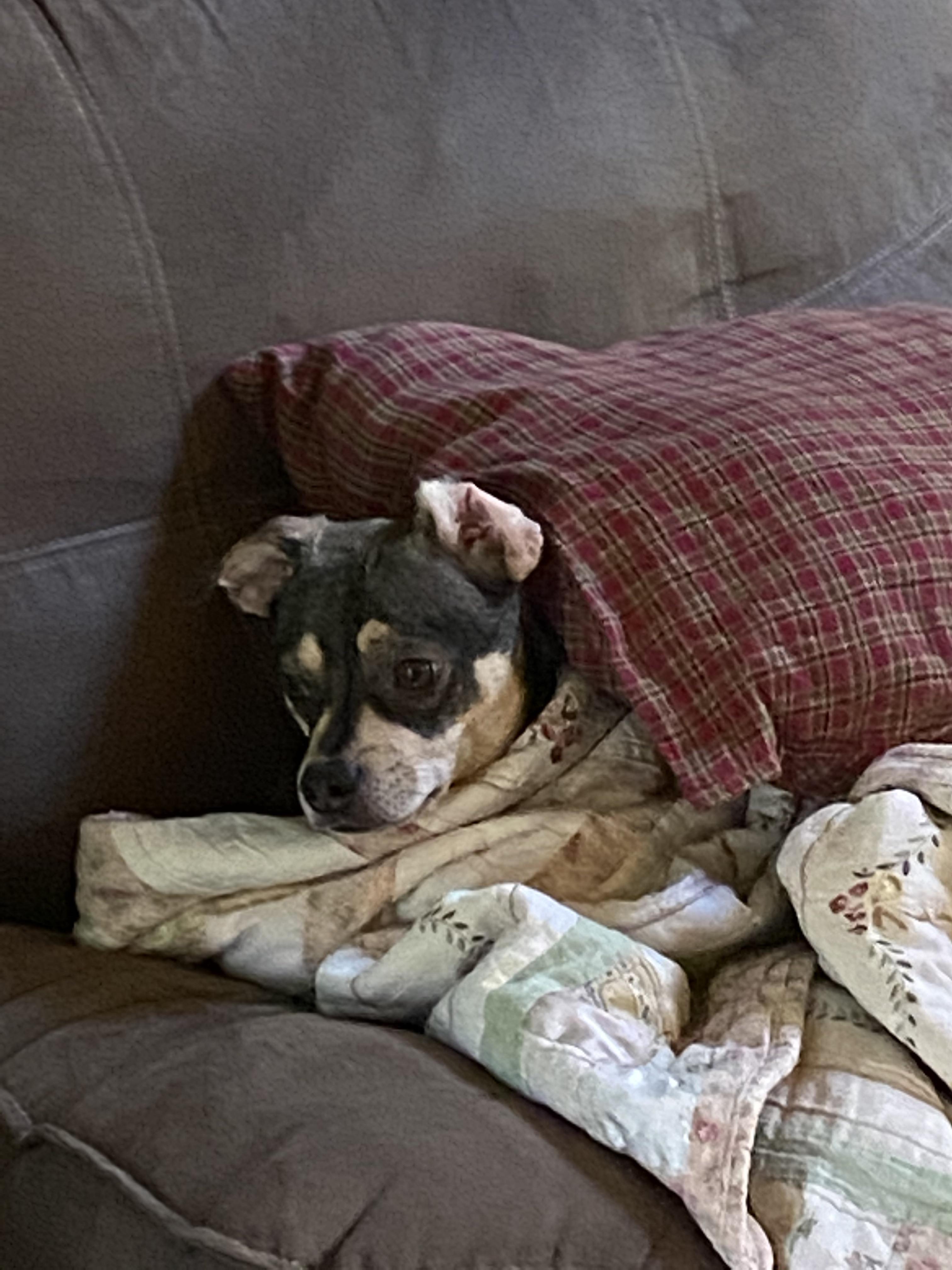 Good doggo | Scrolller