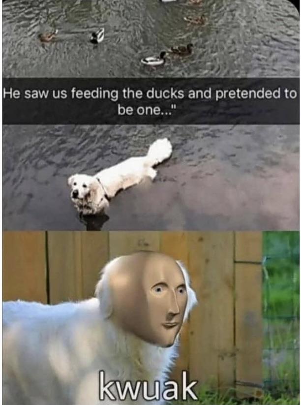 Good doggo | Scrolller